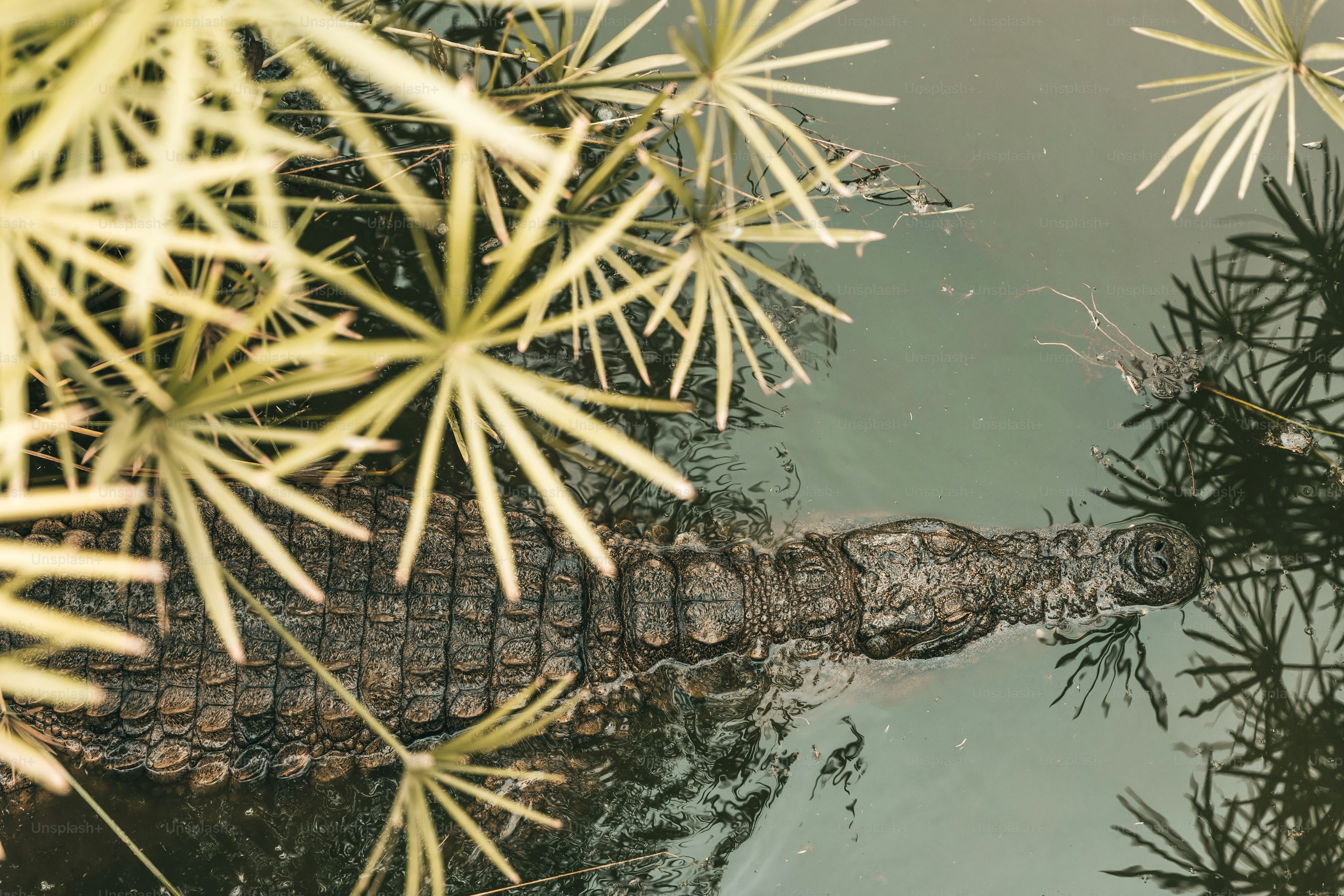 Un gran caimán nadando en un cuerpo de agua foto – Imagen de Cocodrilo ...