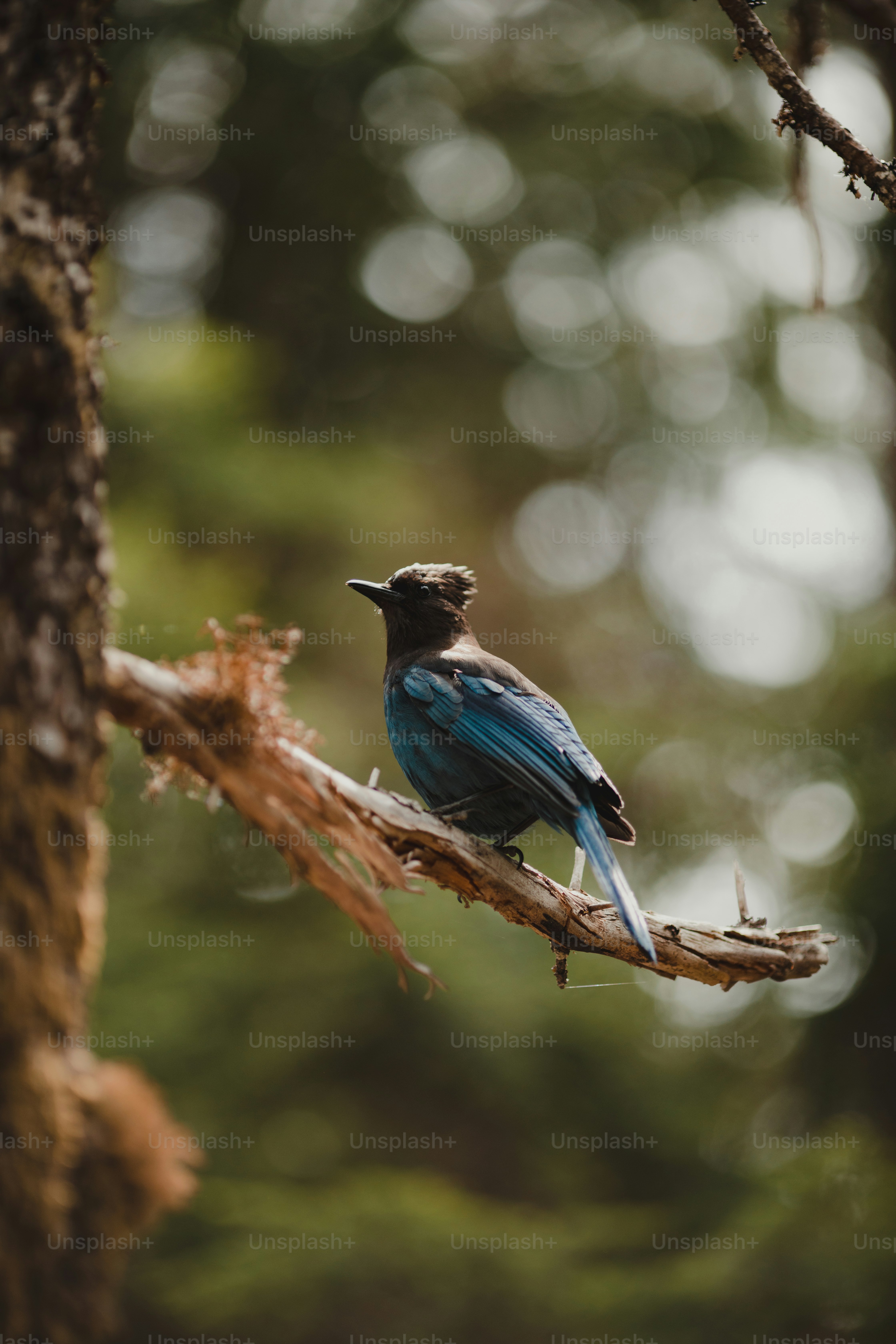 A blue bird sitting on a branch in a forest photo – Nature Image on ...