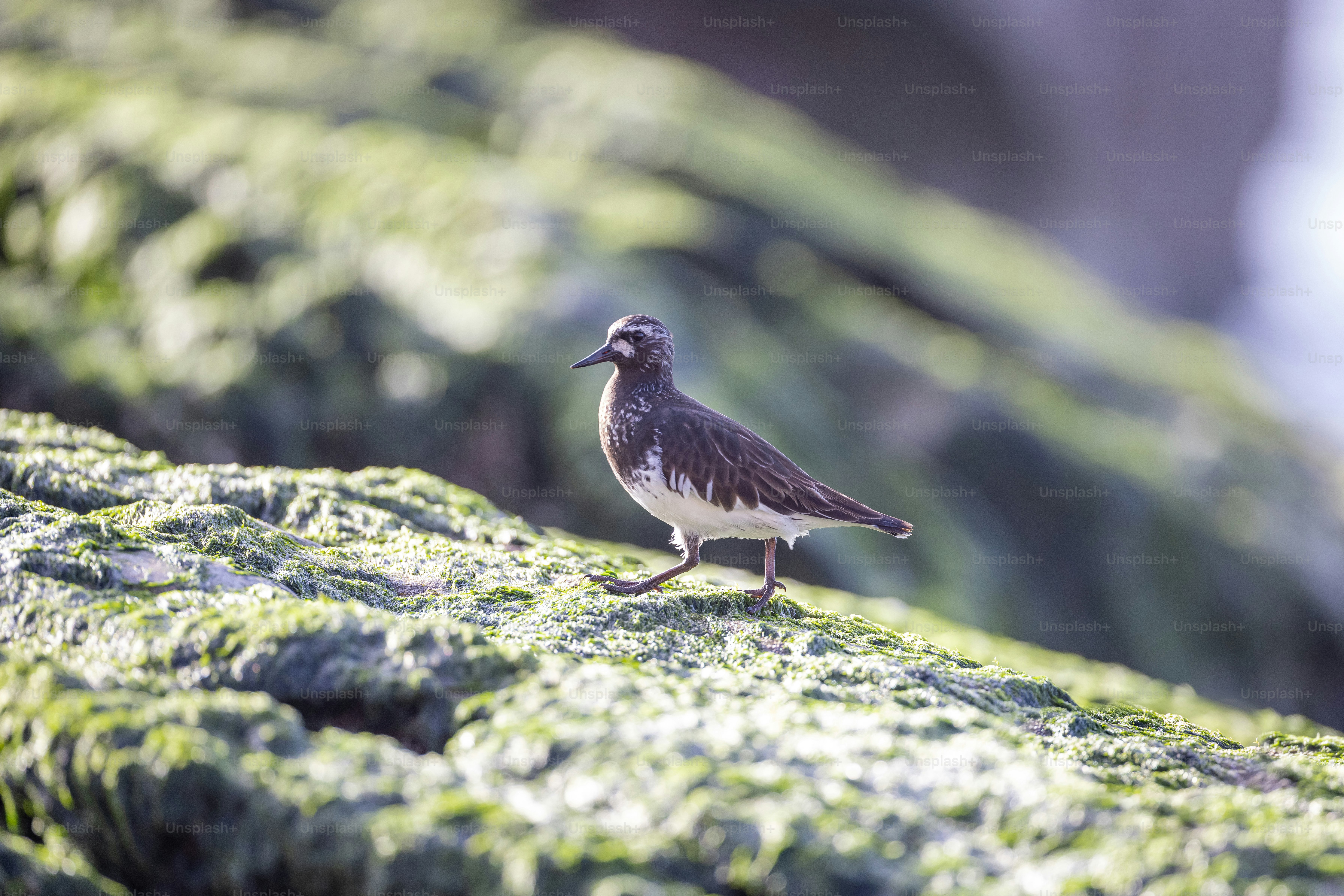 A small bird standing on a moss covered rock photo – Nature Image on ...