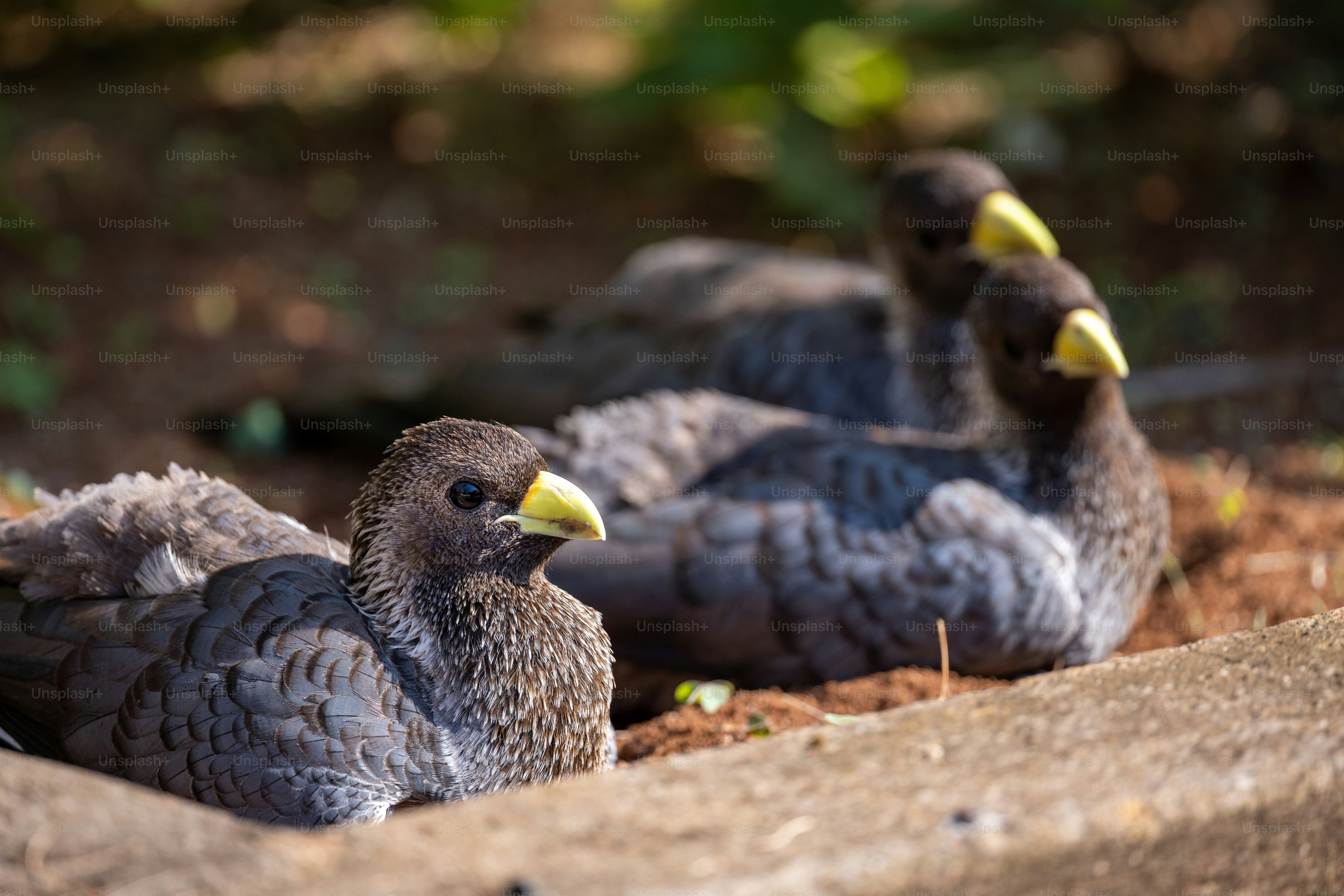 Quail Pictures | Download Free Images on Unsplash