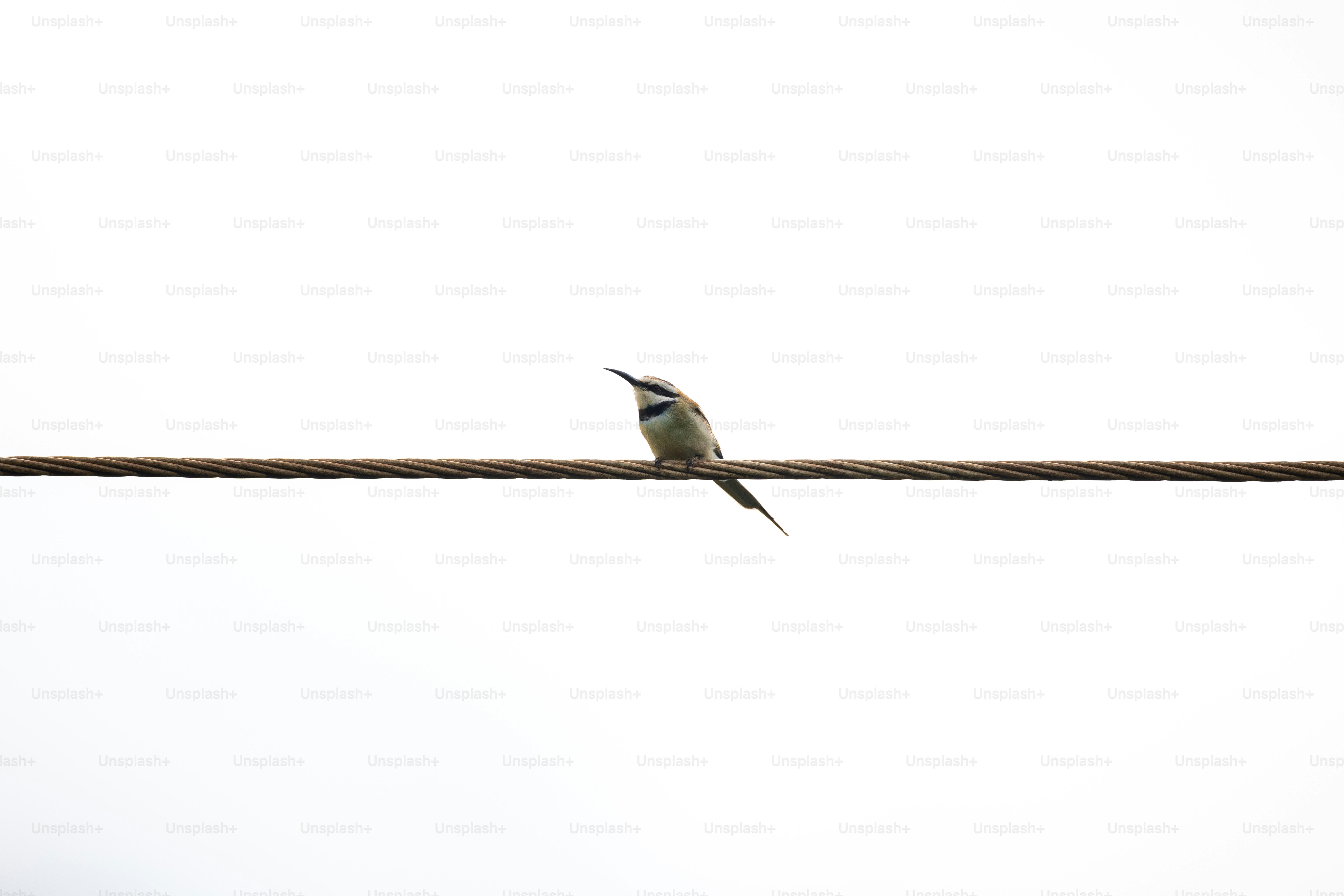 50,000+ Birds On A Wire Pictures | Download Free Images on Unsplash