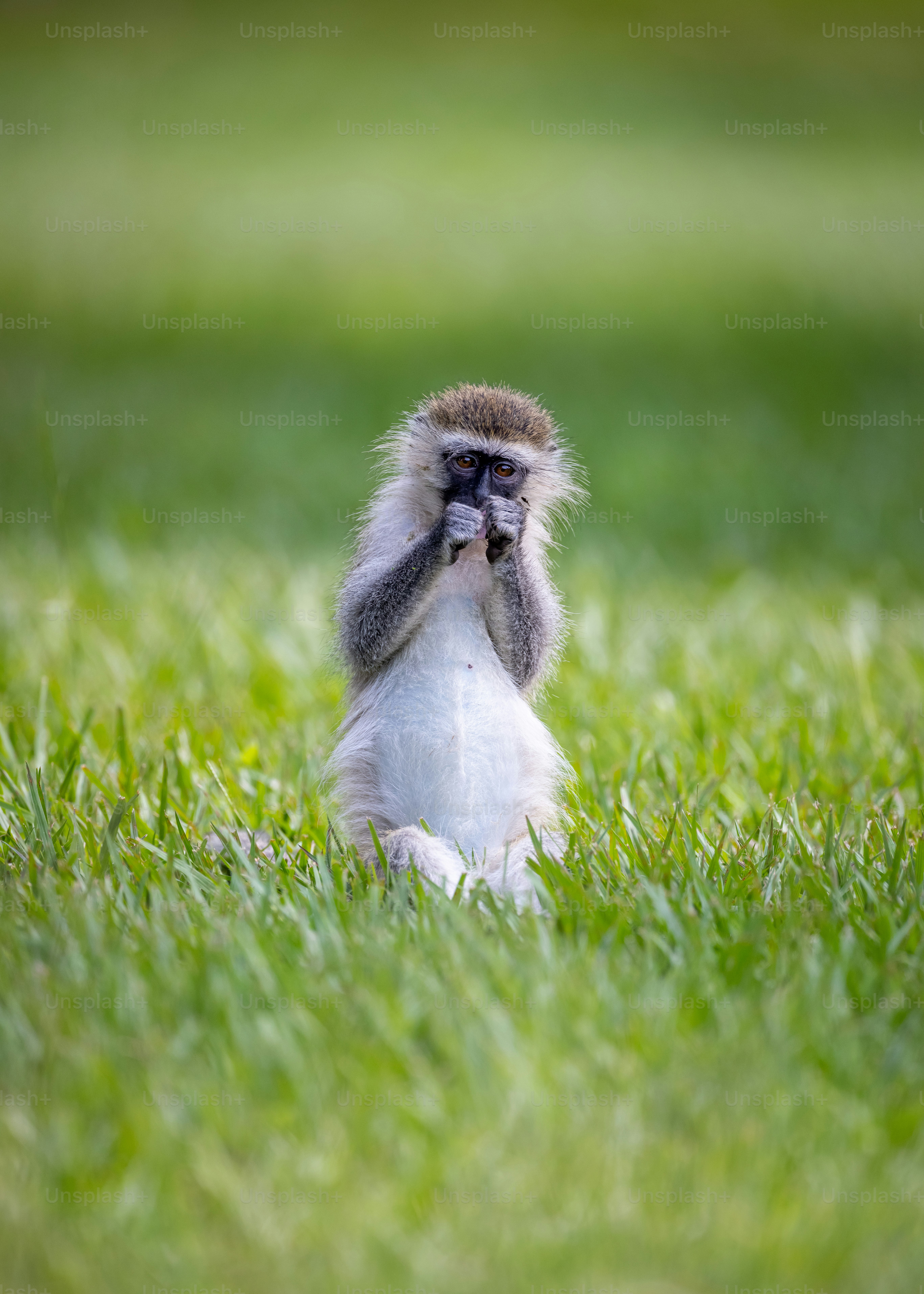 A monkey sitting in the grass with its mouth open photo – Nature Image ...