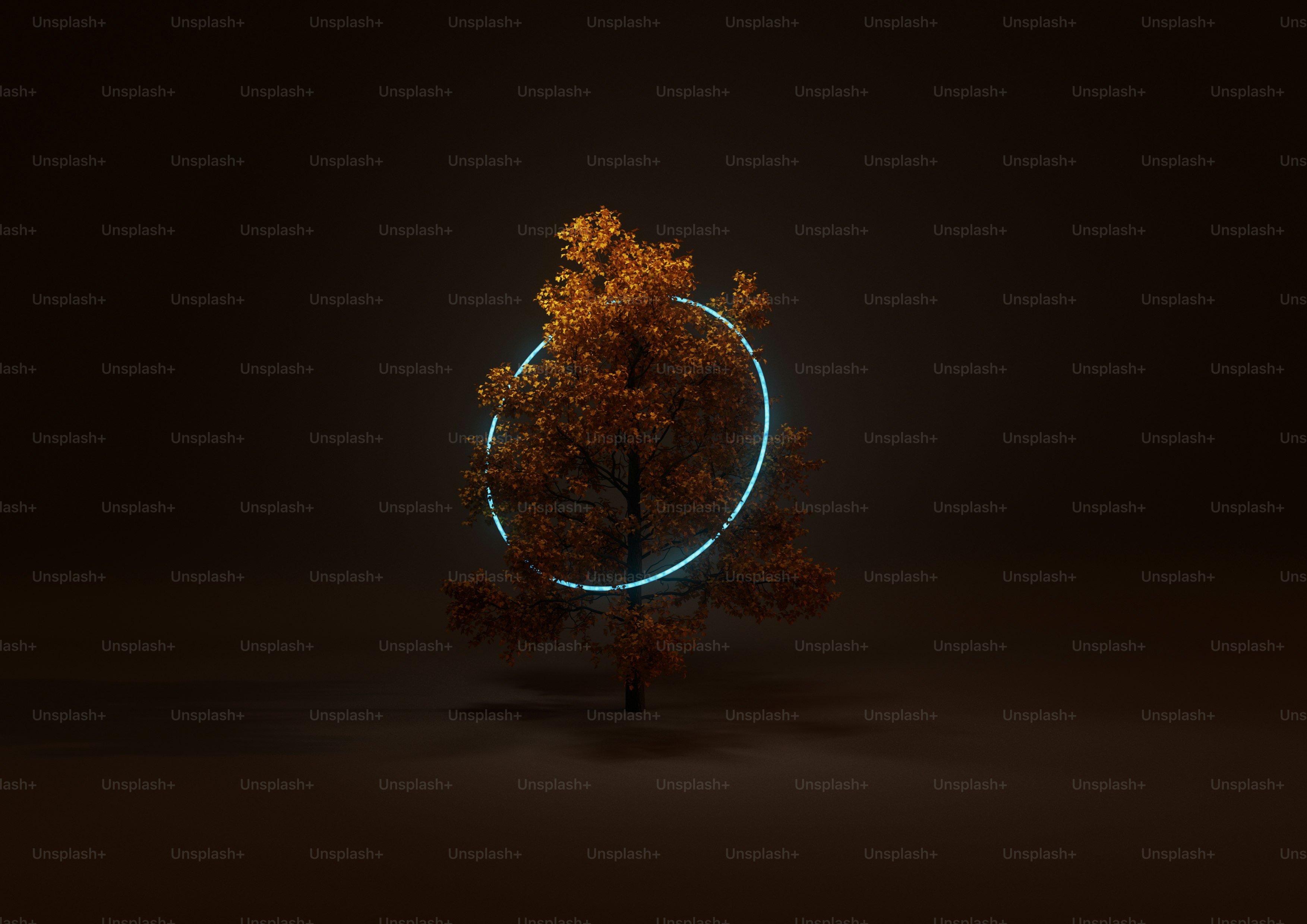 A tree in the dark with a circle around it photo – Tree Image on Unsplash