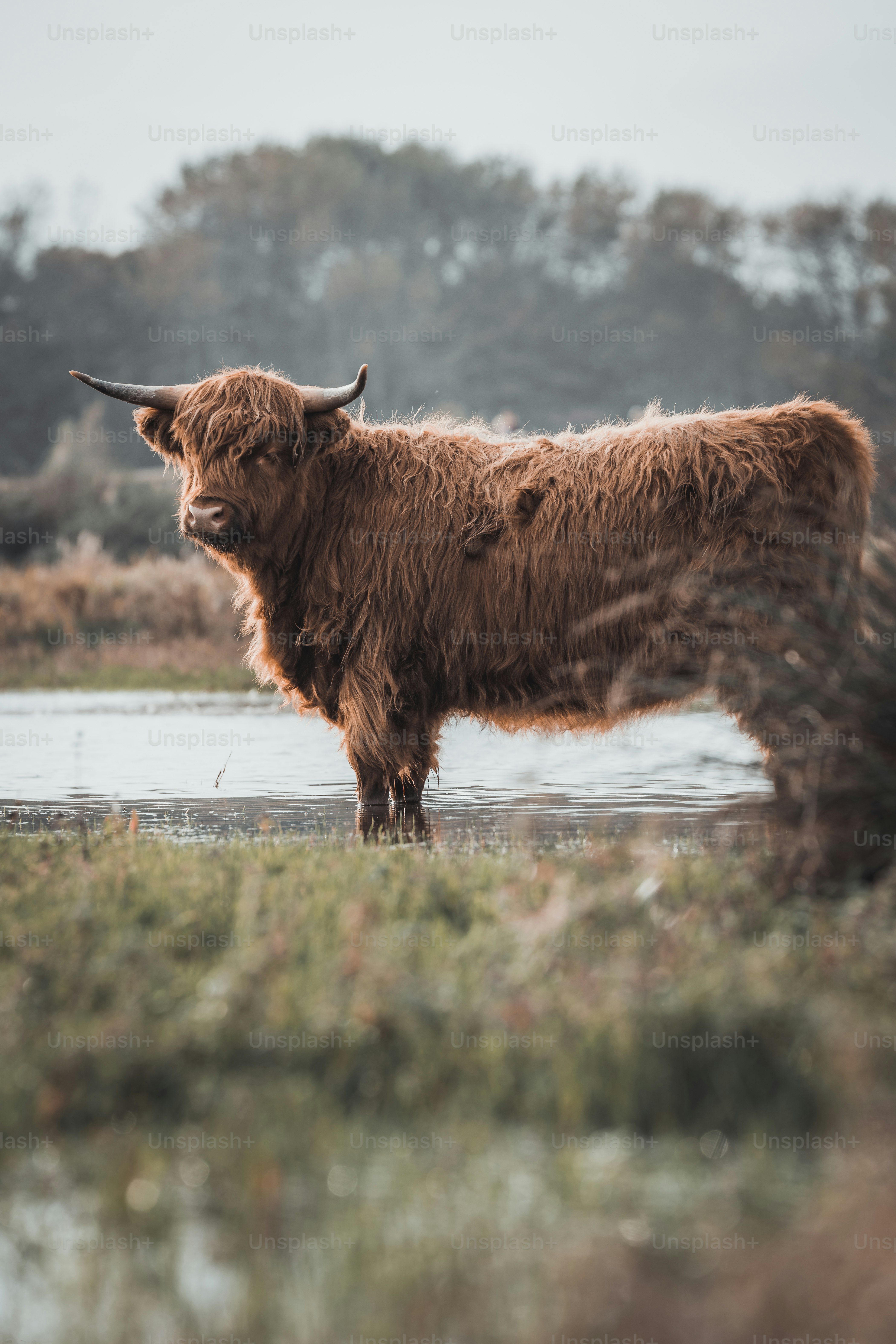 100+ Highland Cow Pictures | Download Free Images on Unsplash
