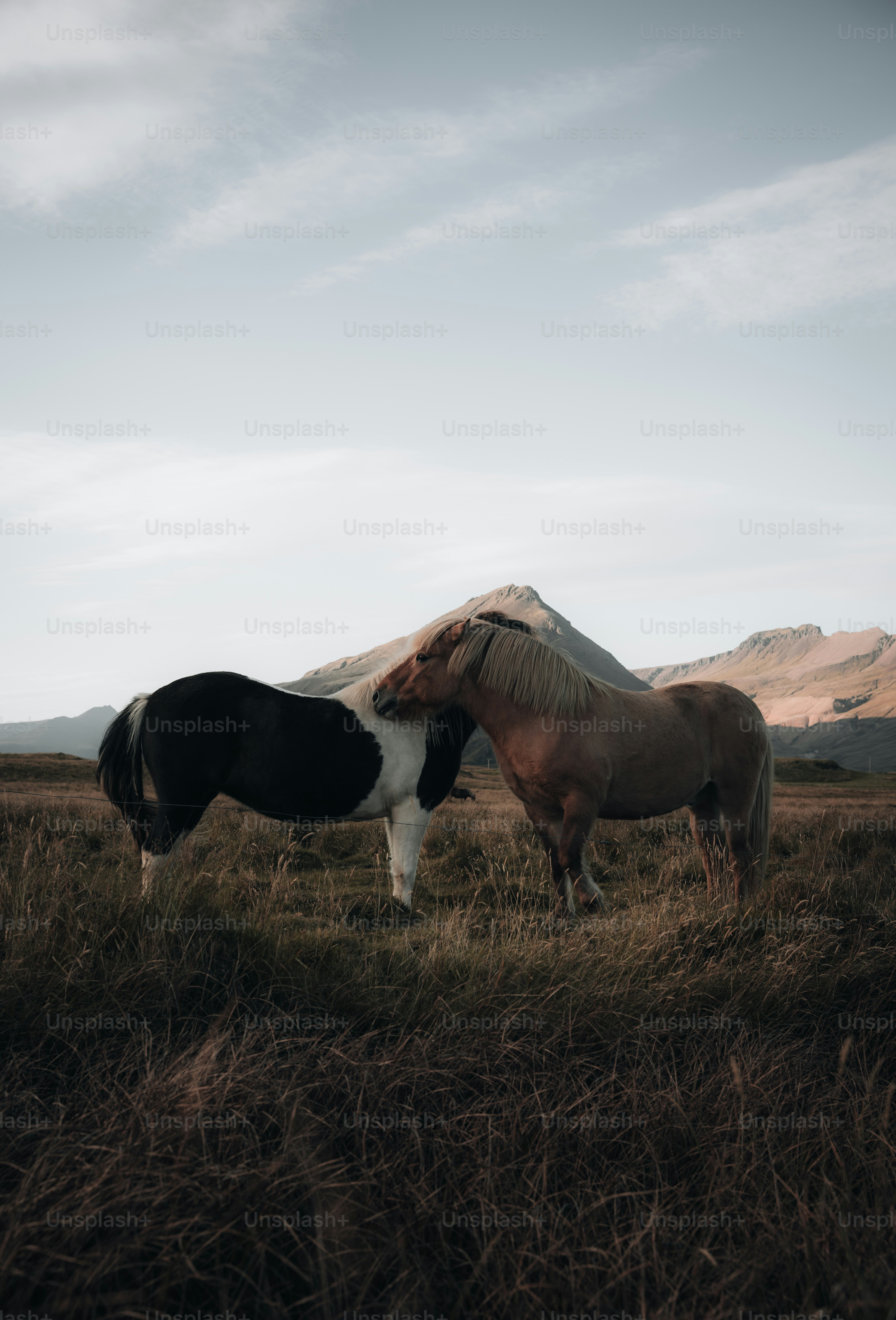 Imágenes de Animales Pastando | Descarga imágenes gratuitas en Unsplash