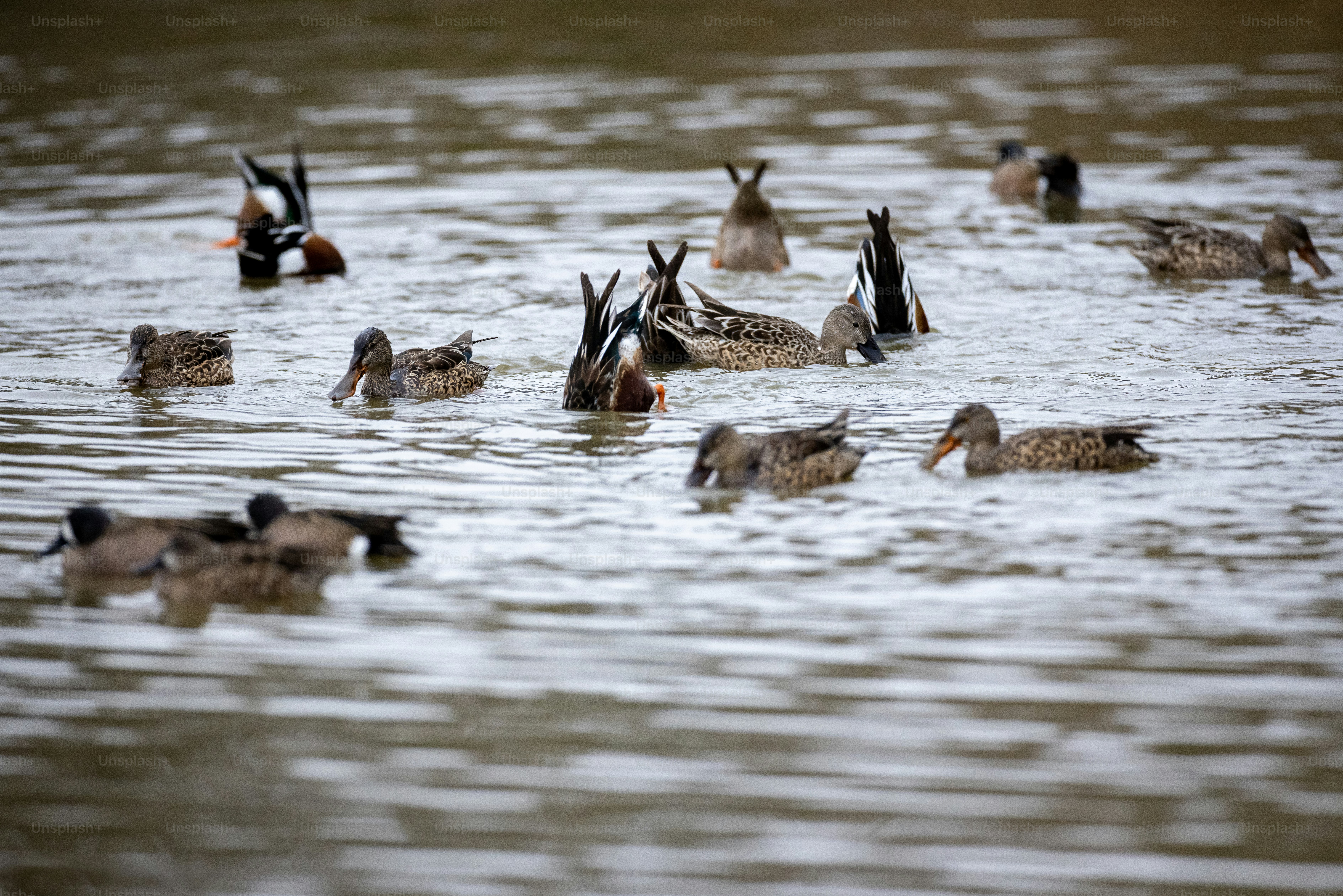 1000+ Ducks Pictures | Download Free Images on Unsplash