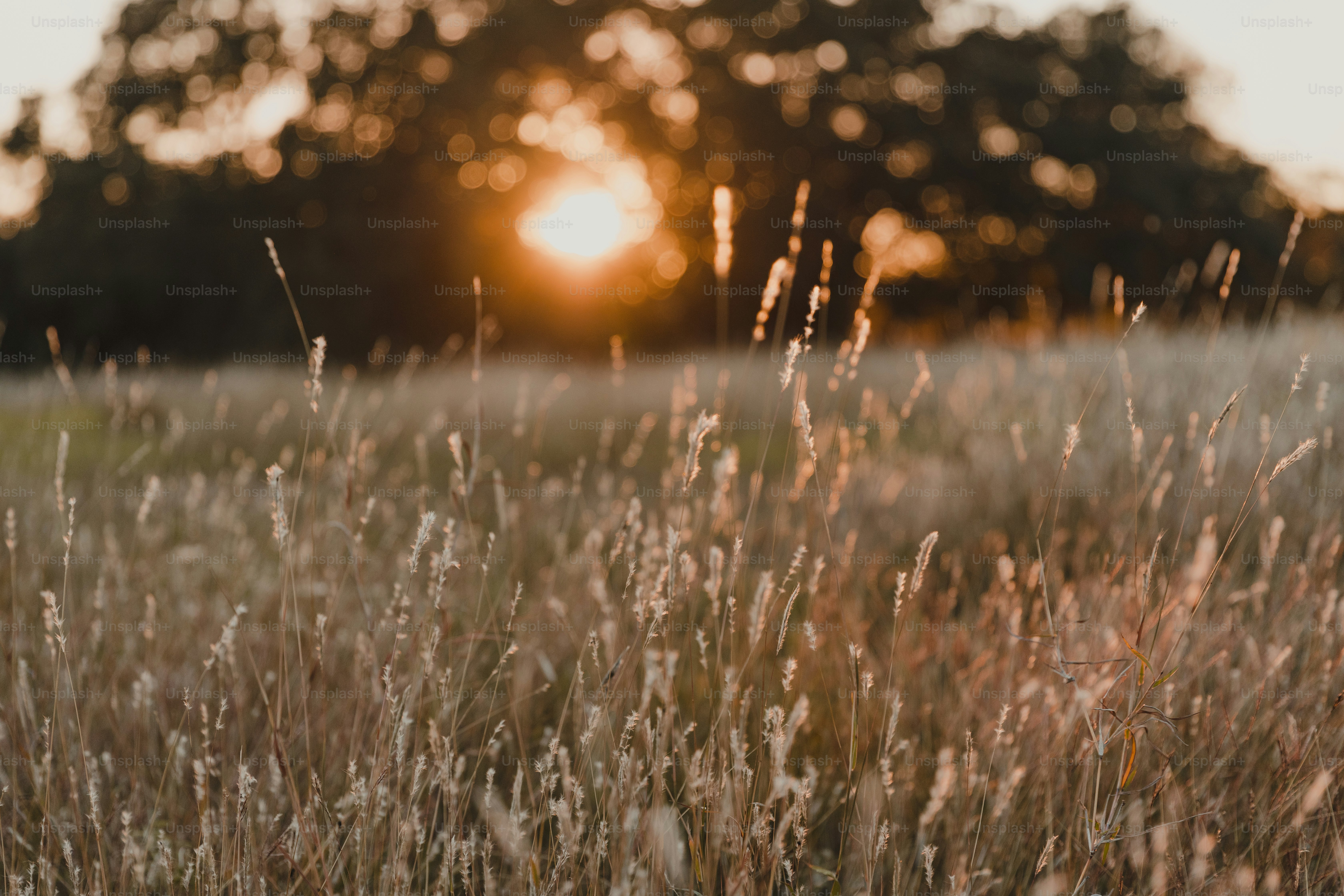 A field with tall grass and trees in the background photo – Wallpaper ...