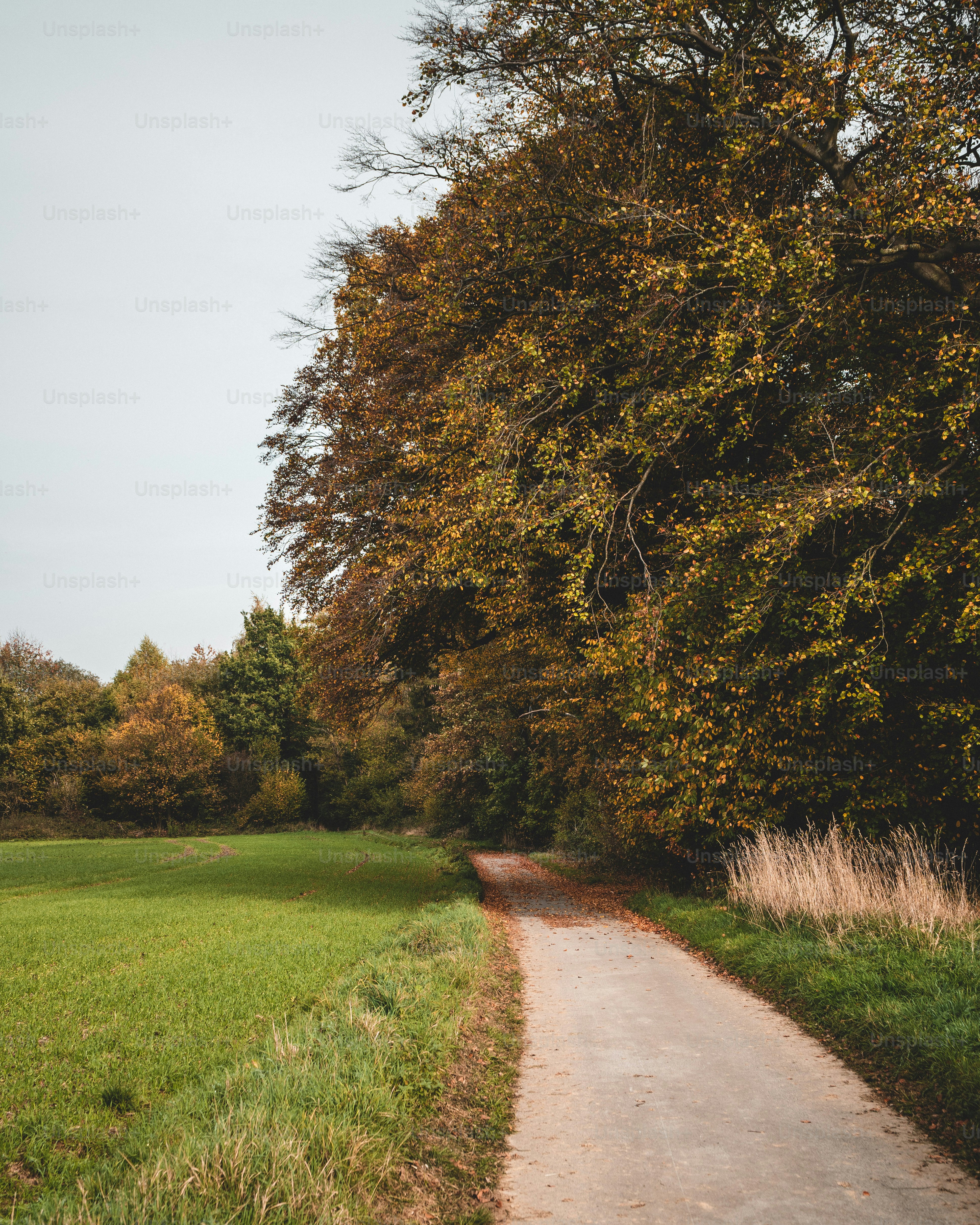 Paths Pictures | Download Free Images on Unsplash