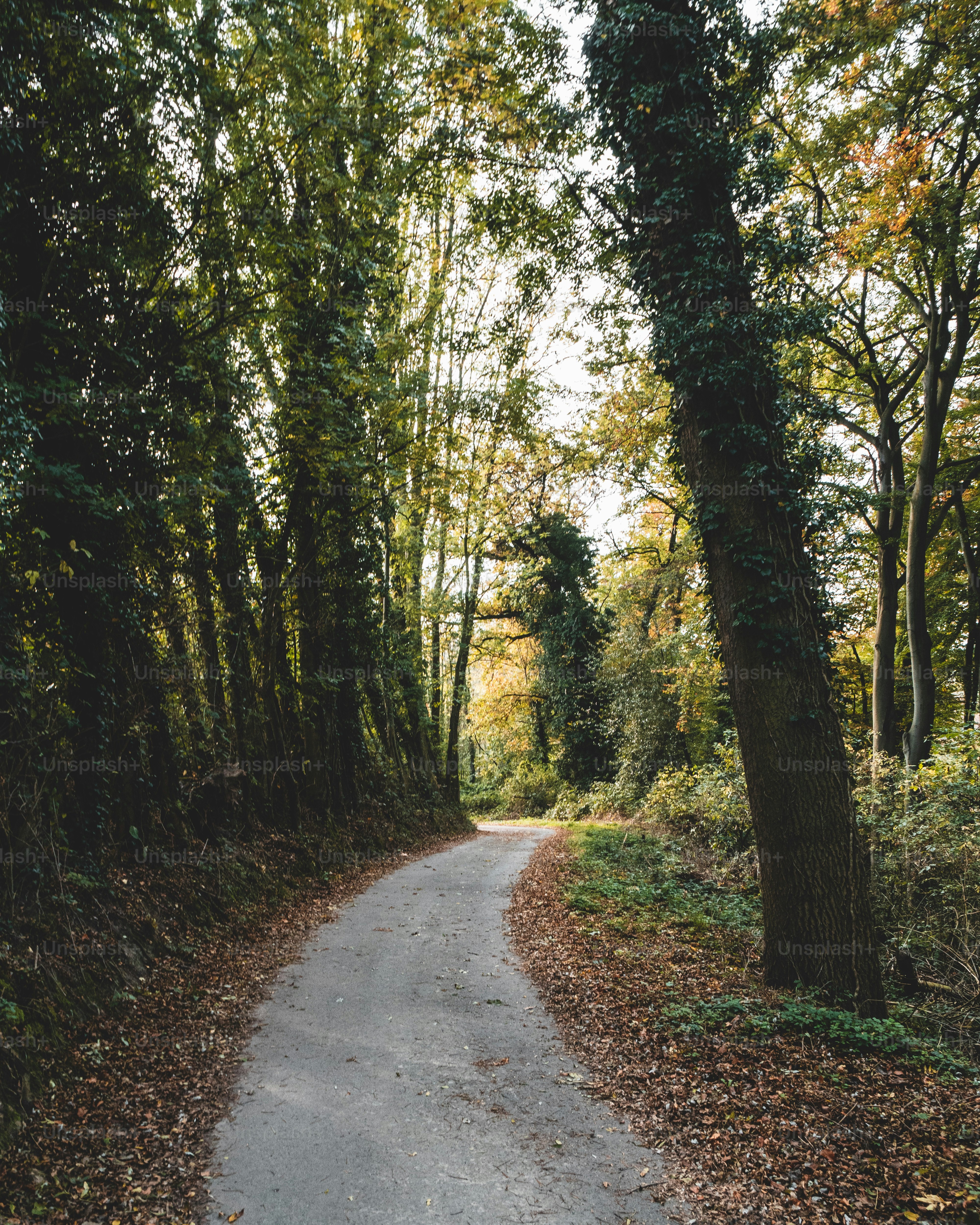A path in the middle of a wooded area photo – Path Image on Unsplash