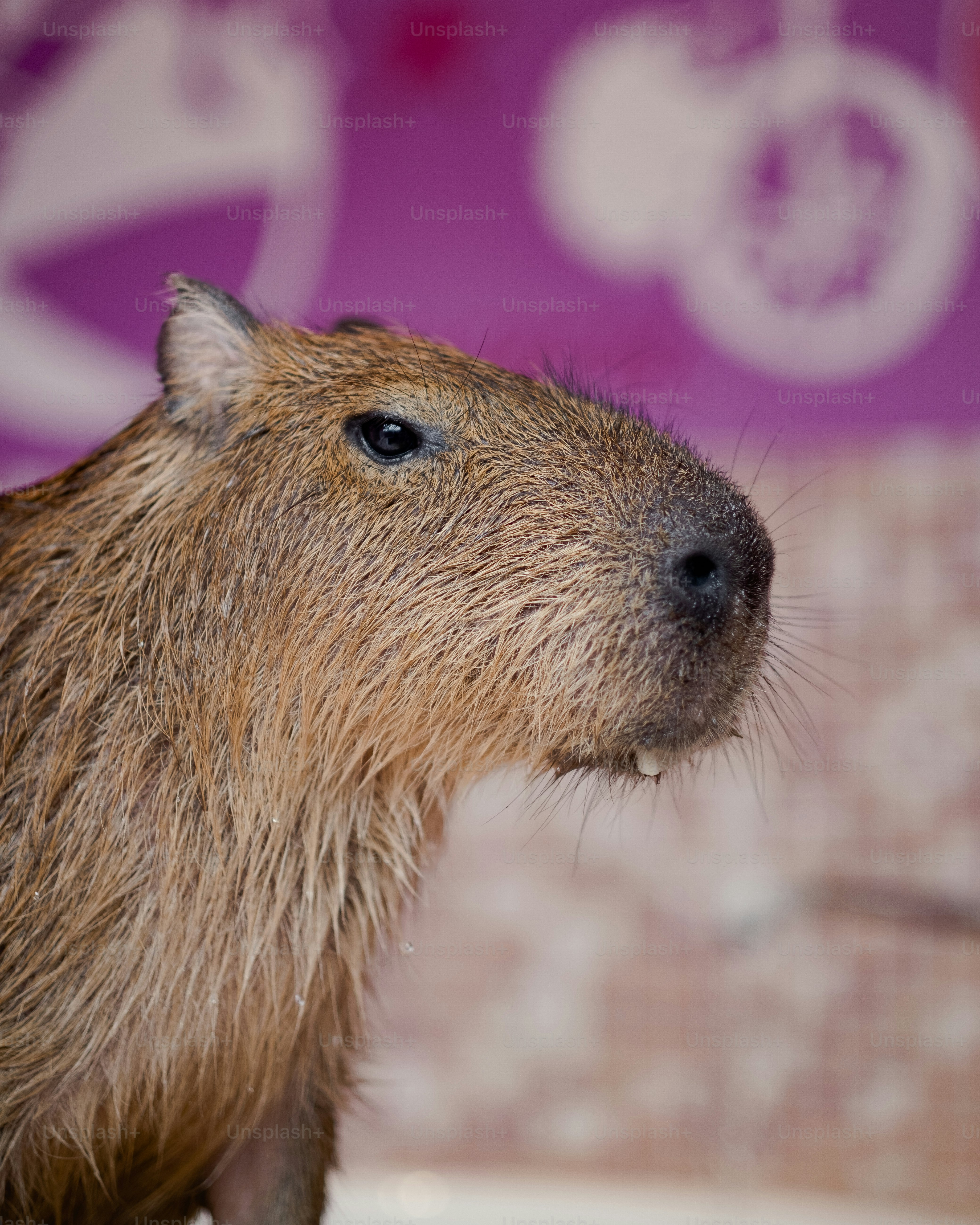 A close up of a capybara in a bathtub photo – Tokyo Image on Unsplash