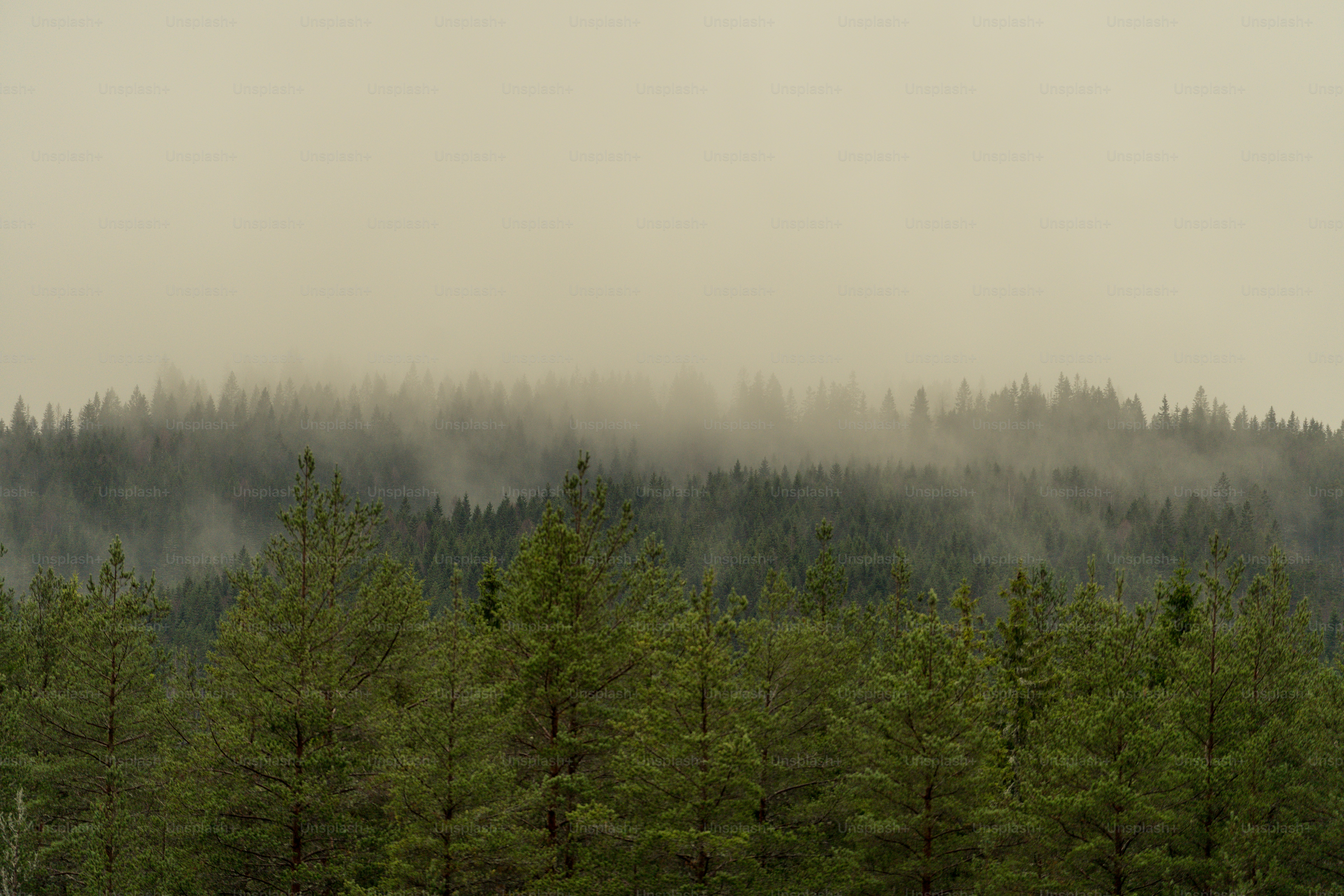 Rainy Forest Pictures | Download Free Images on Unsplash