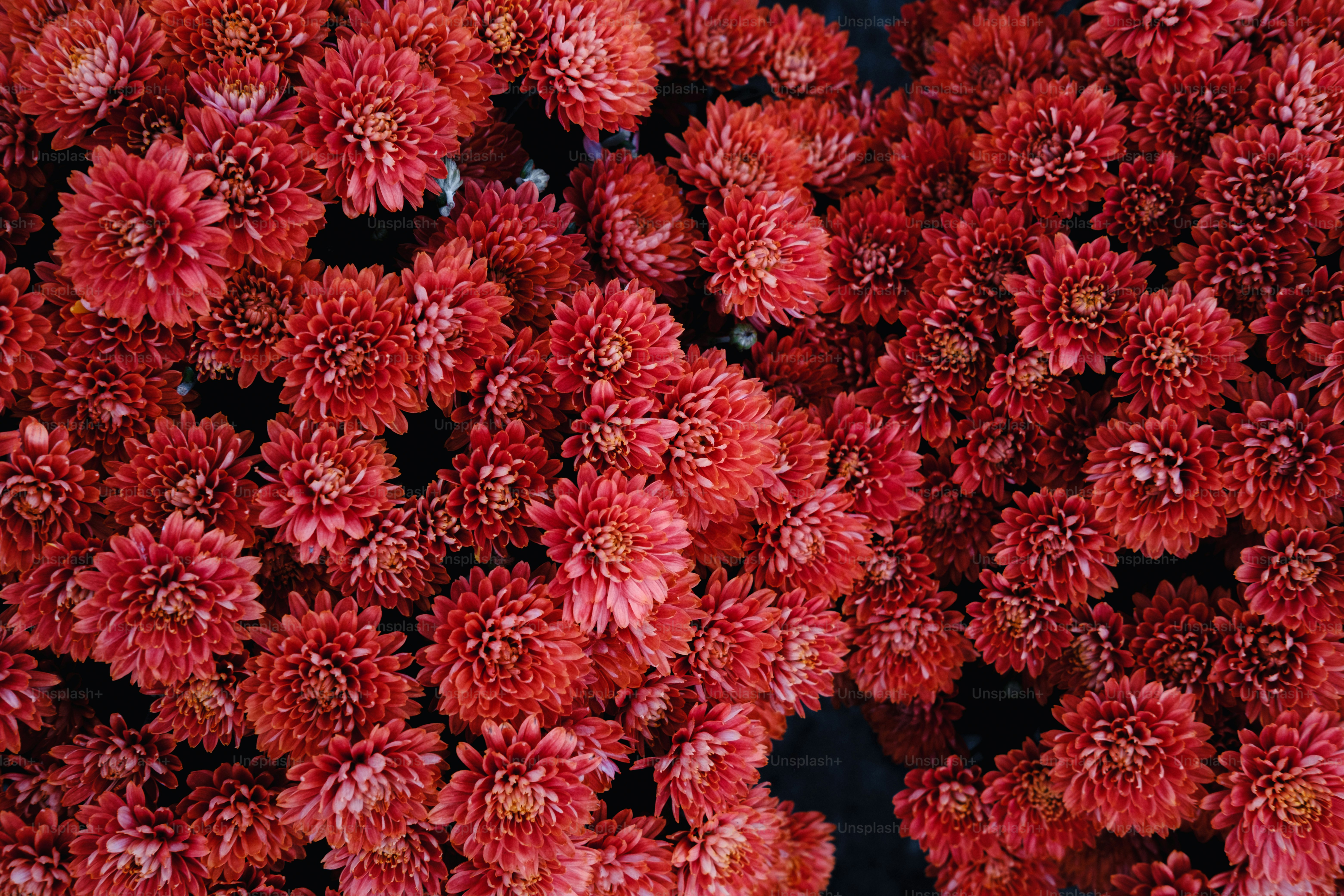 Un bouquet de fleurs rouges qui sont exposées photo – Image de Plein ...