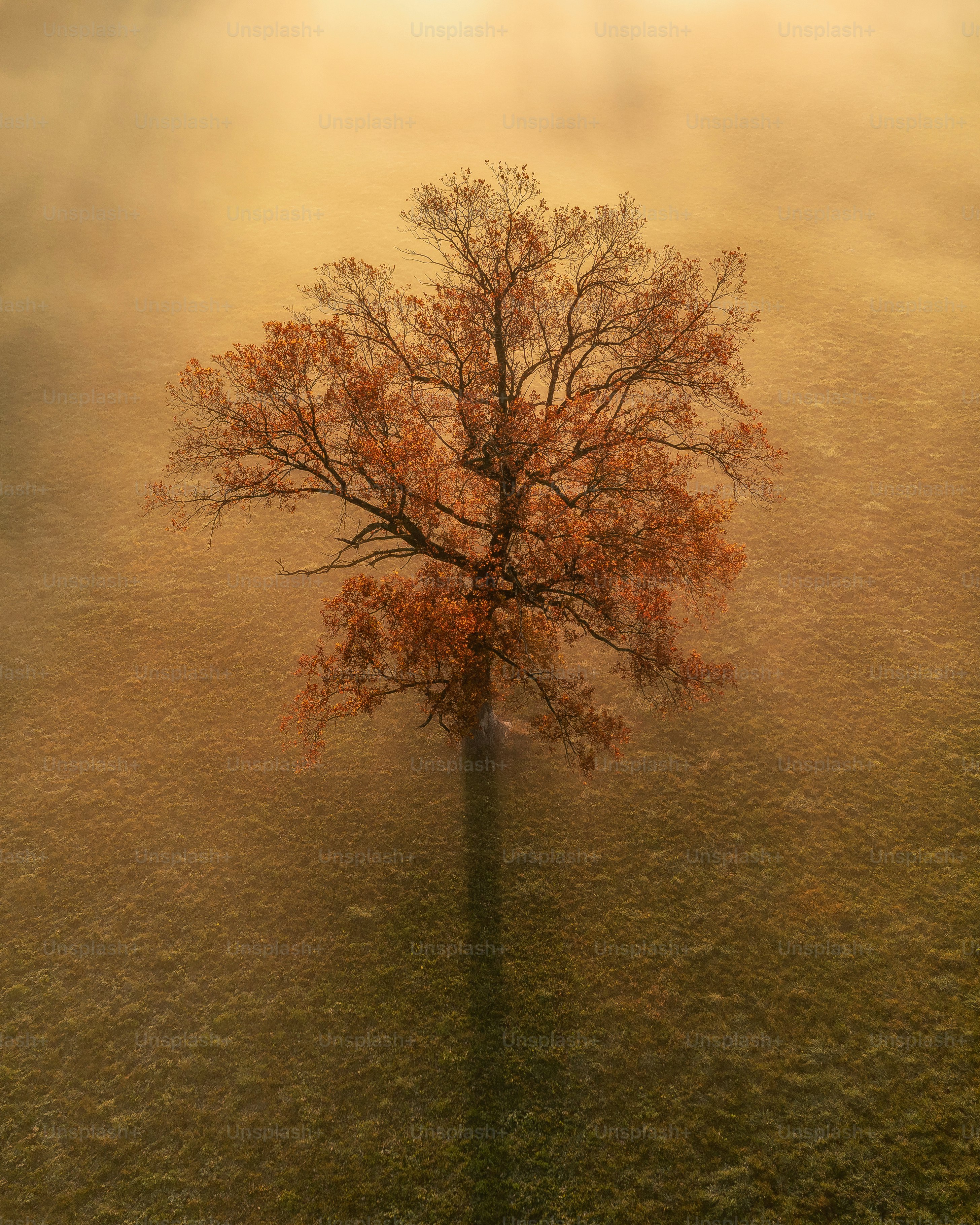 Un arbre solitaire au milieu d’un champ photo – Lumière orange Photo ...