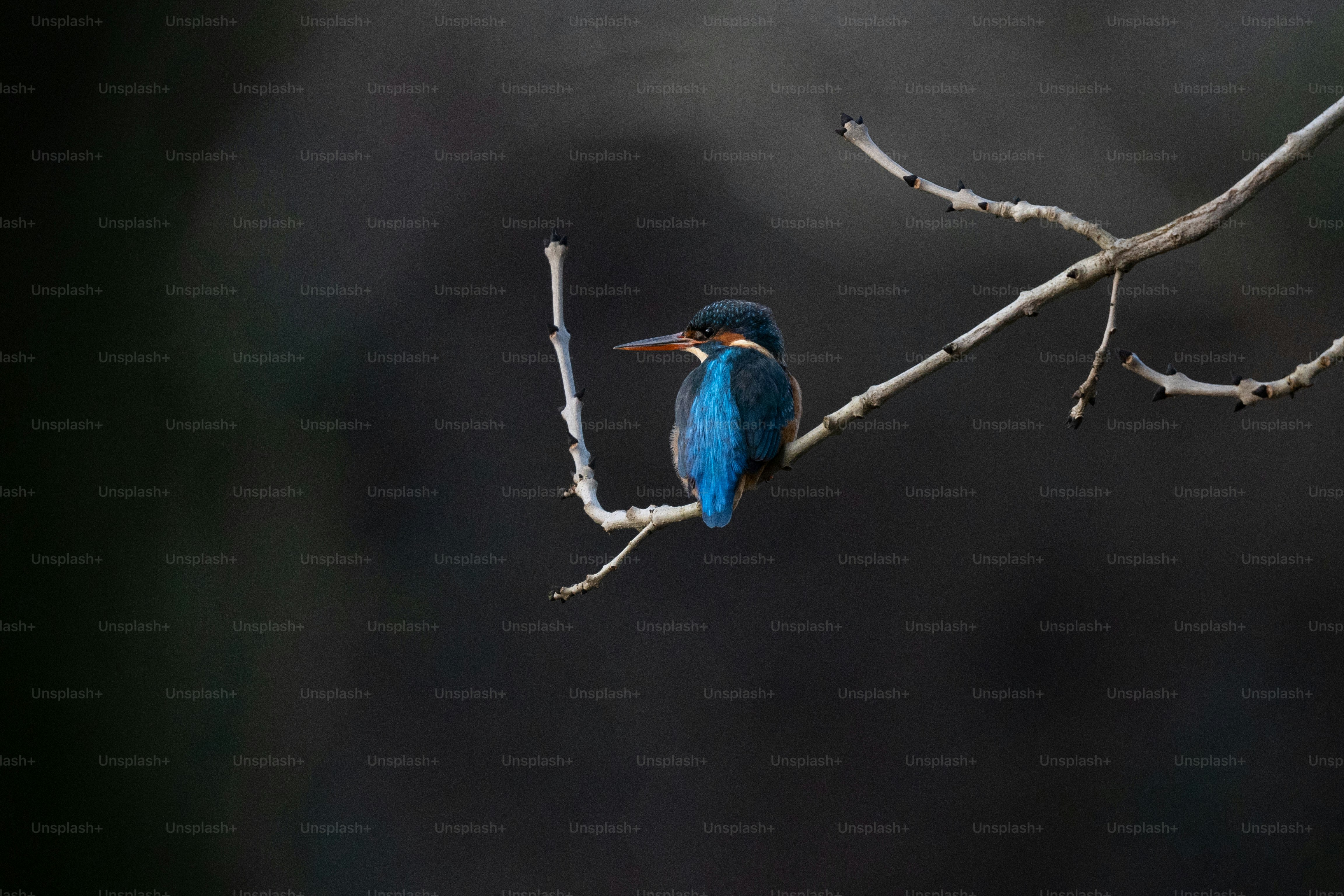 A blue bird sitting on a branch of a tree photo – Kendal Image on Unsplash
