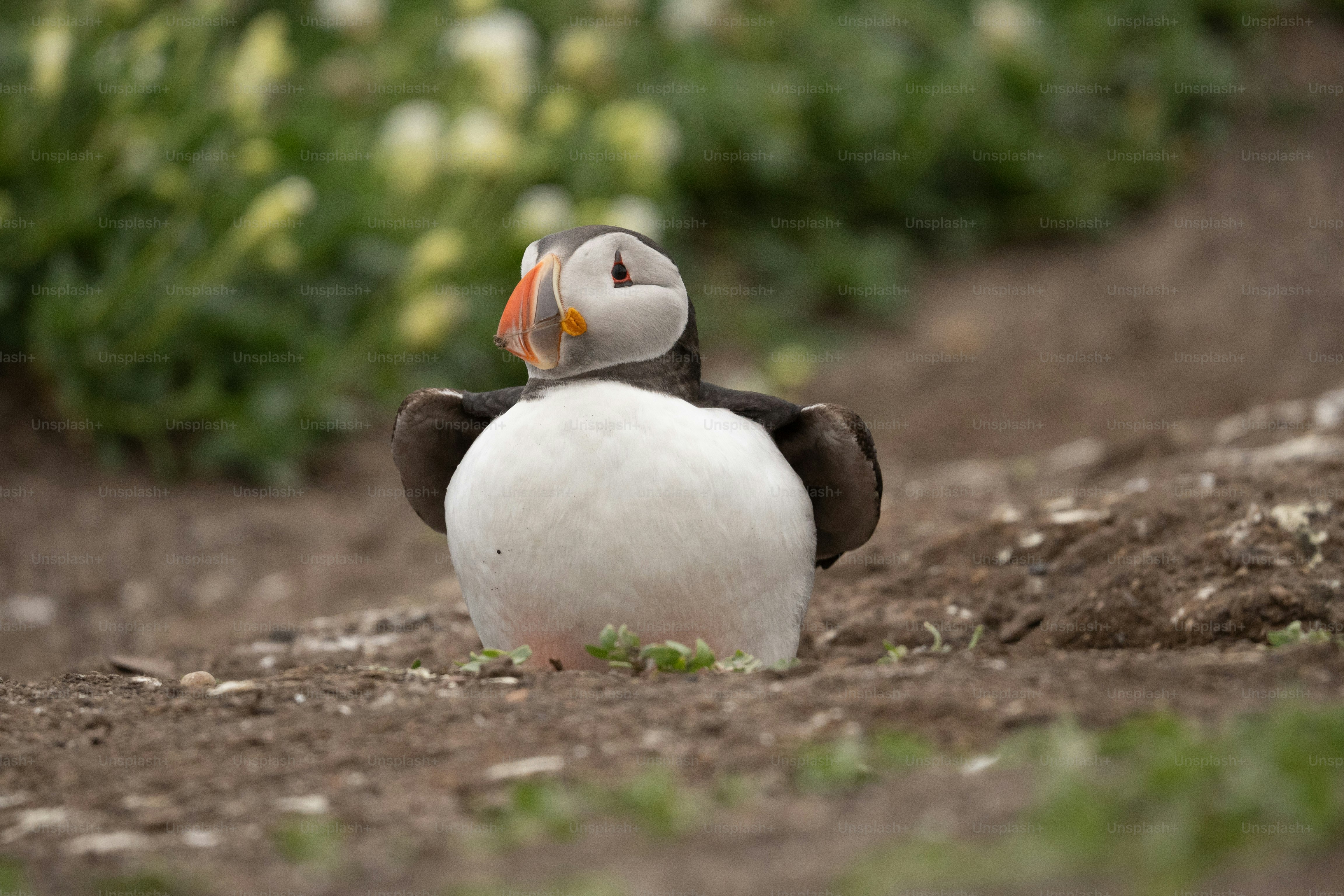 Puffin