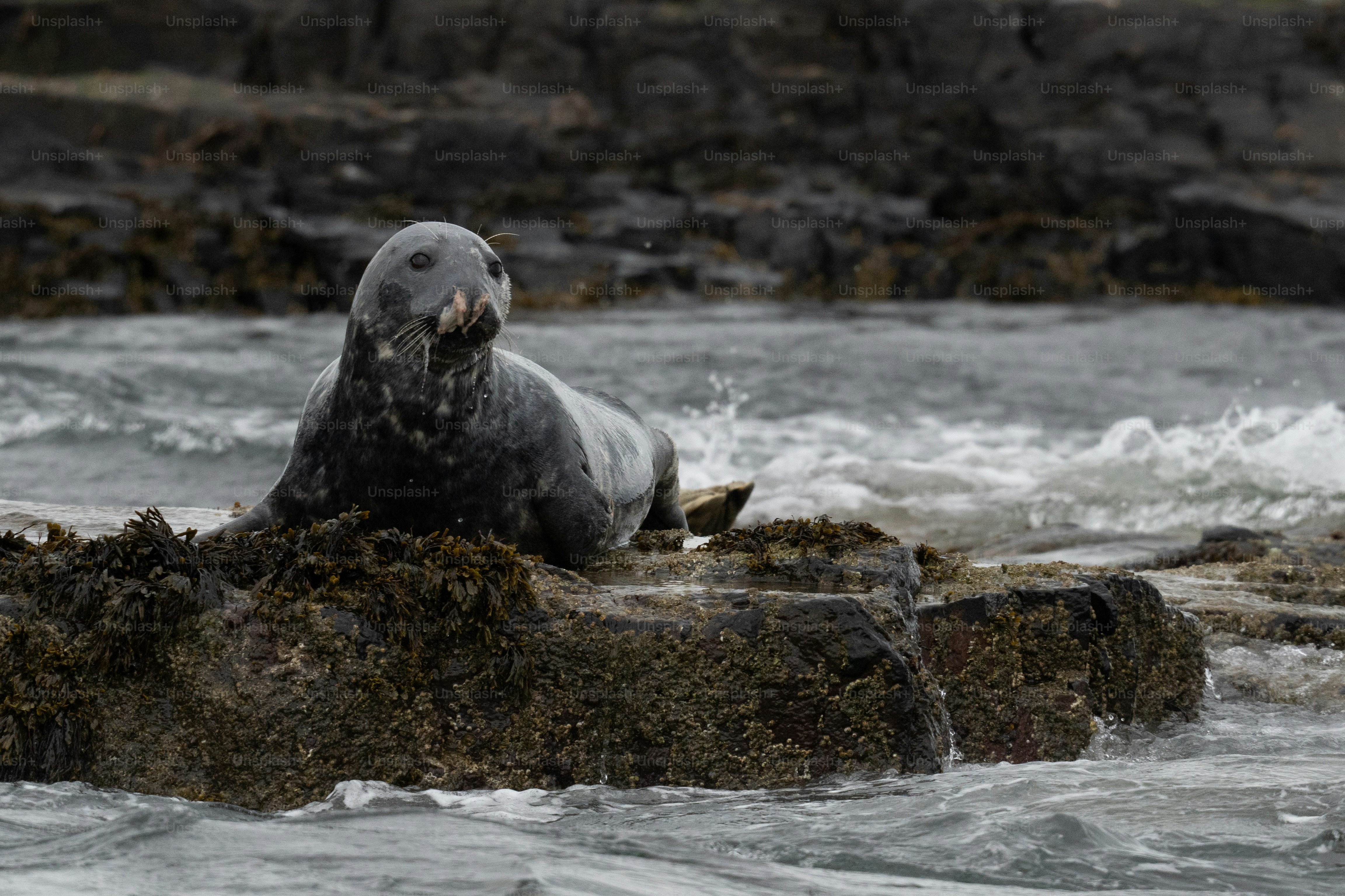 Eine Robbe, die auf einem Felsen im Wasser sitzt Foto – Bild zum Thema ...