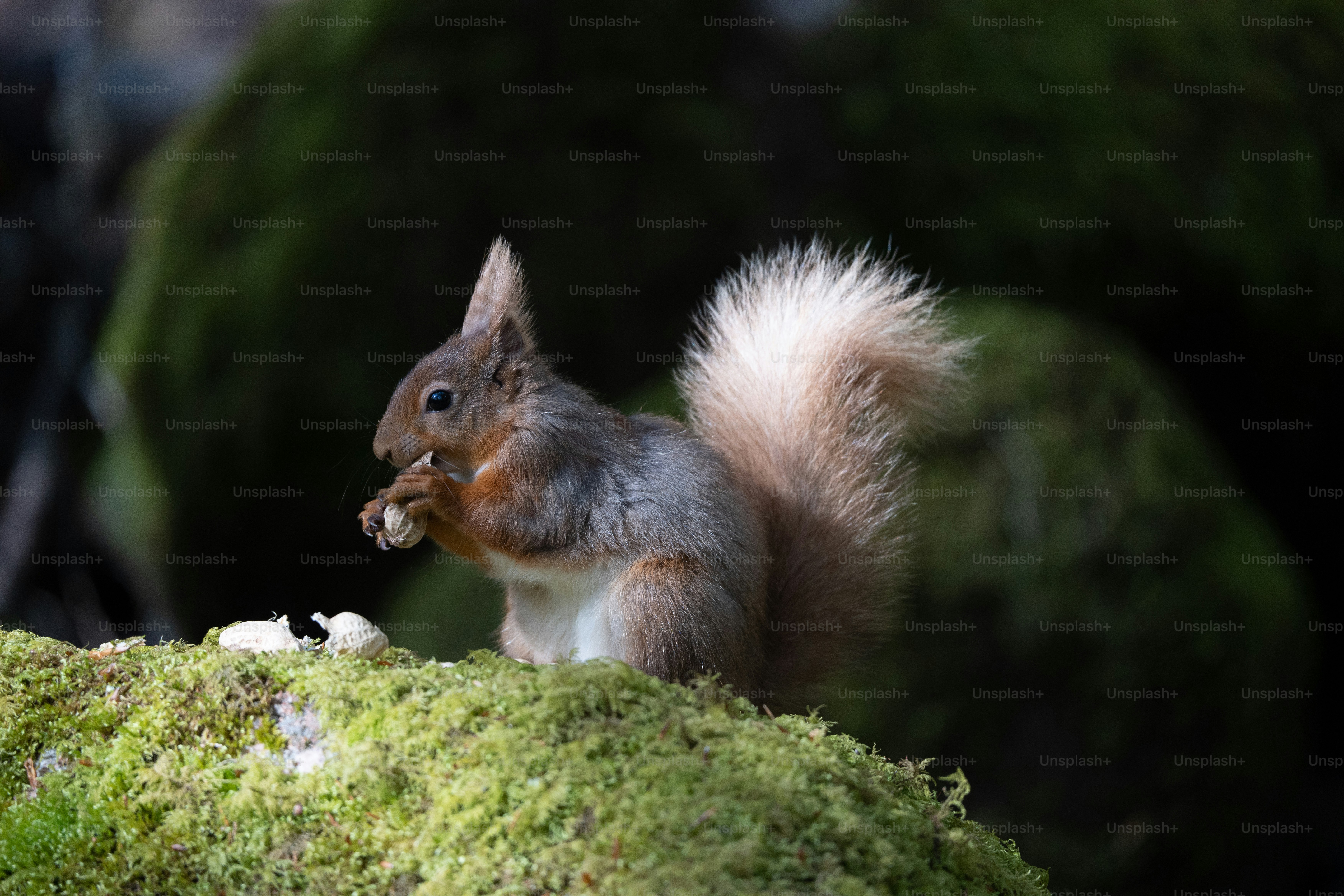 A squirrel eating a piece of food on top of a moss covered rock photo ...