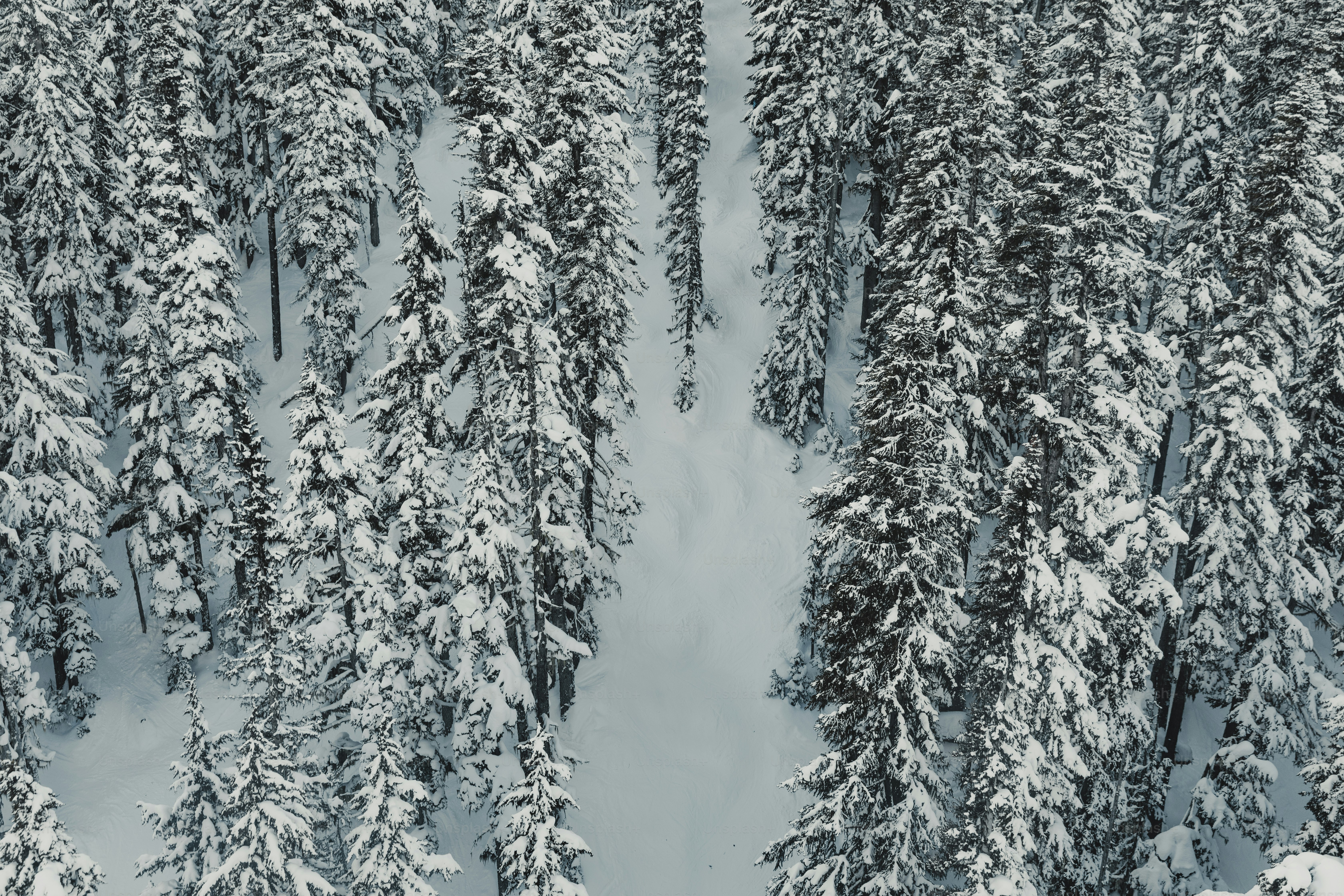 A snow covered forest filled with lots of trees photo – Winter Image on ...
