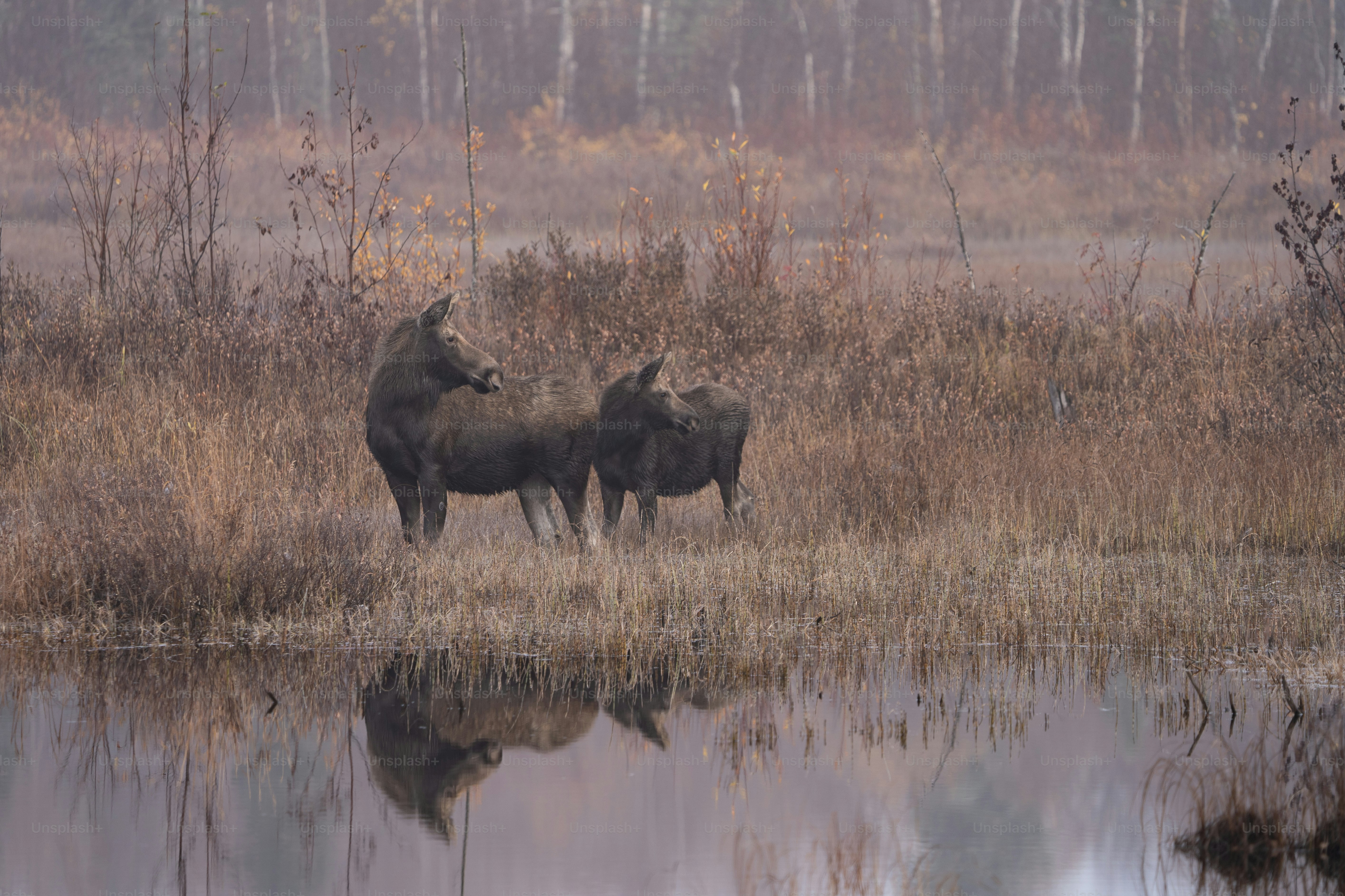 Two moose standing next to each other in a field photo – Moose Image on ...