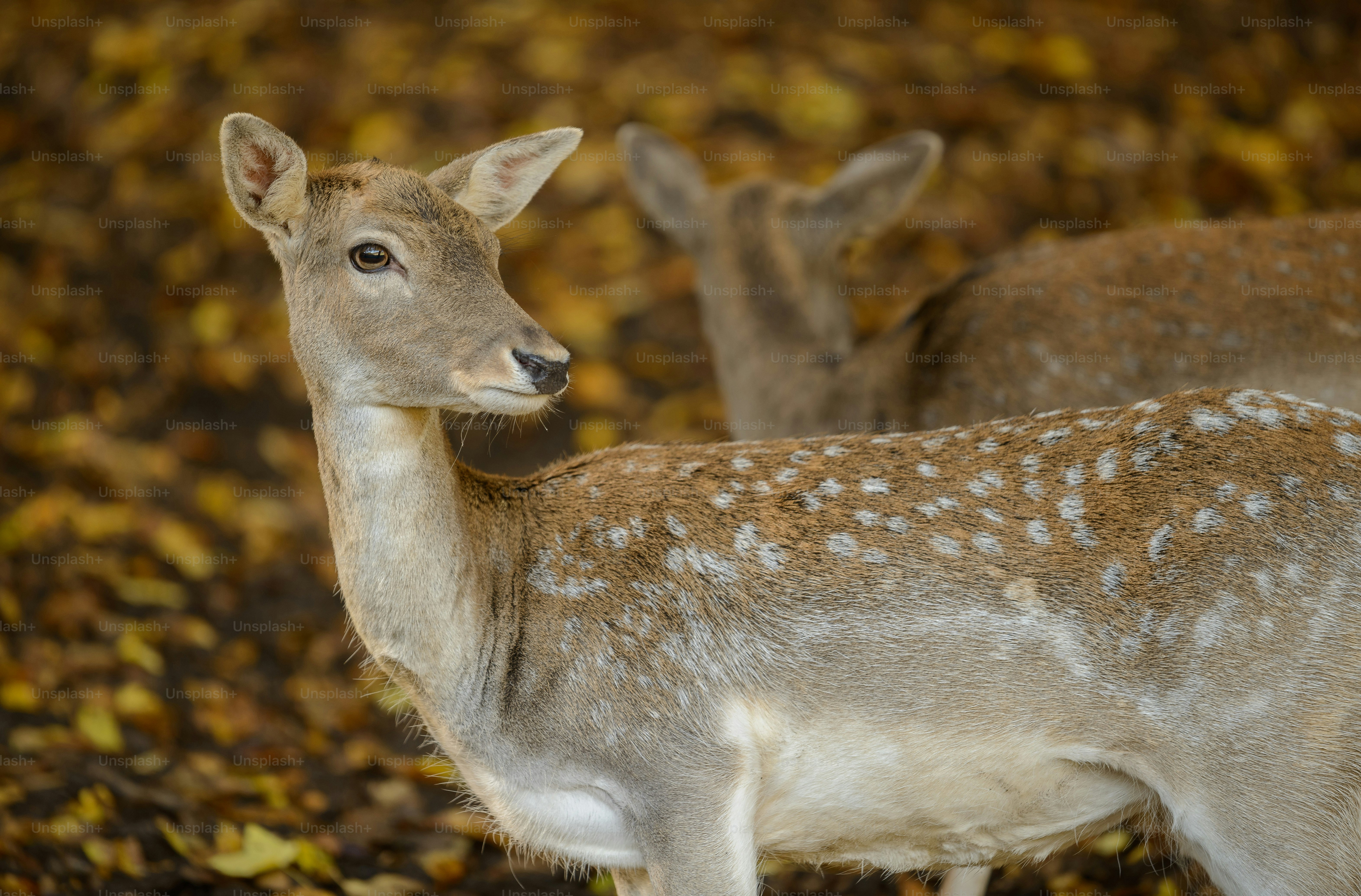 Two deer standing next to each other in a forest photo – Deer Image on ...