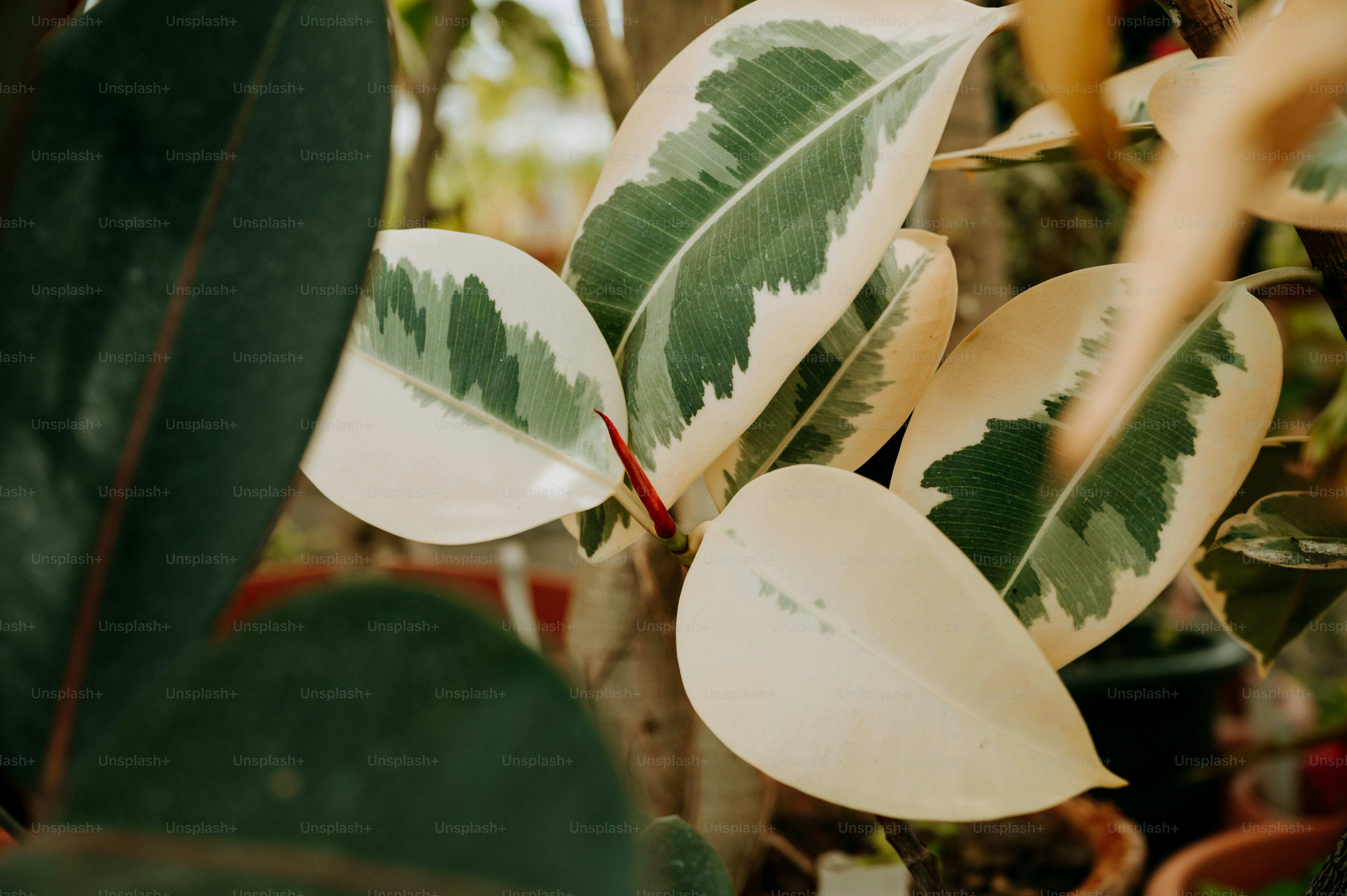 Imágenes de Hojas De Ficus | Descarga imágenes gratuitas en Unsplash