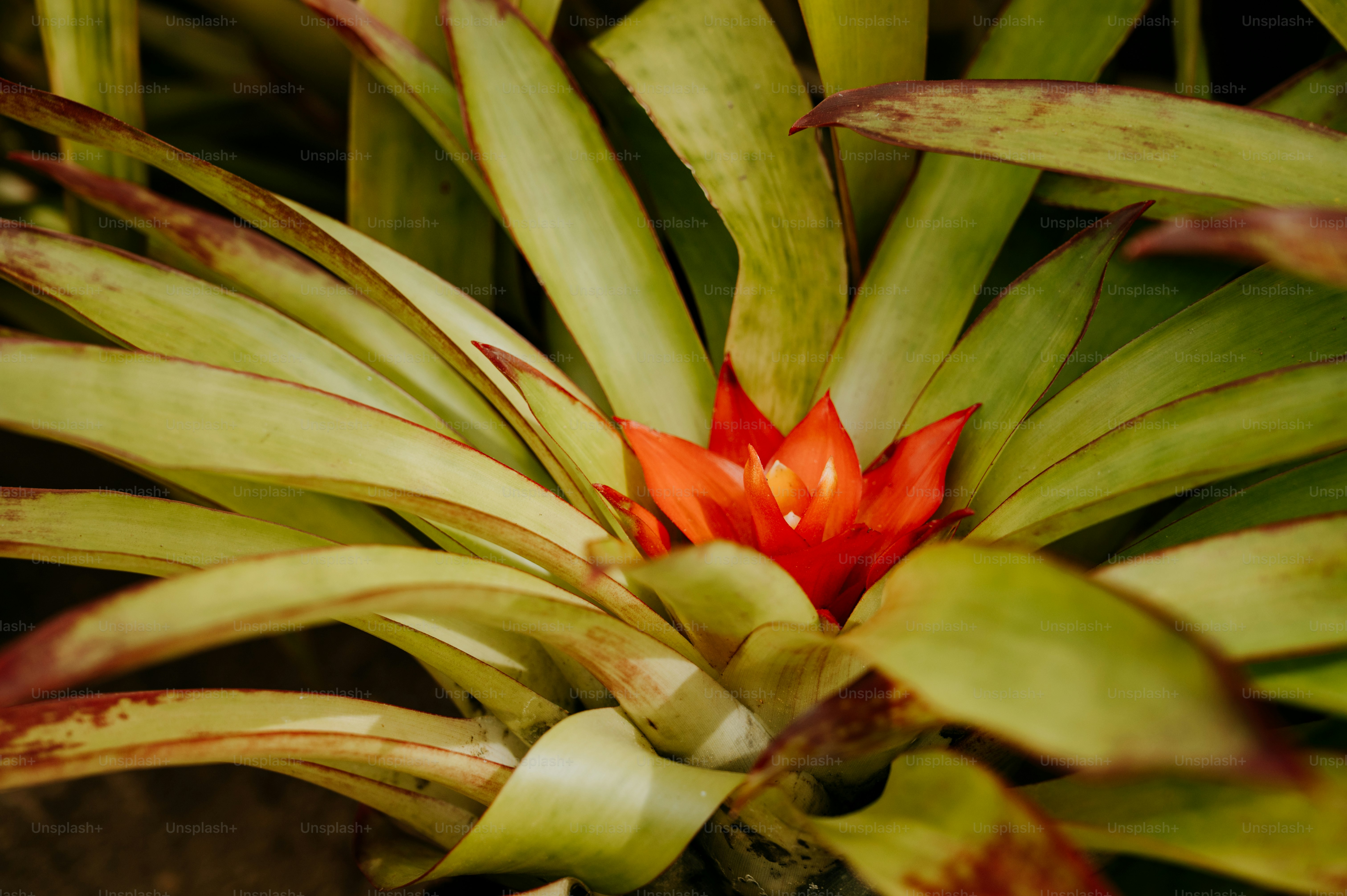 Un gros plan d’une fleur rouge sur une plante photo – Plantes ...