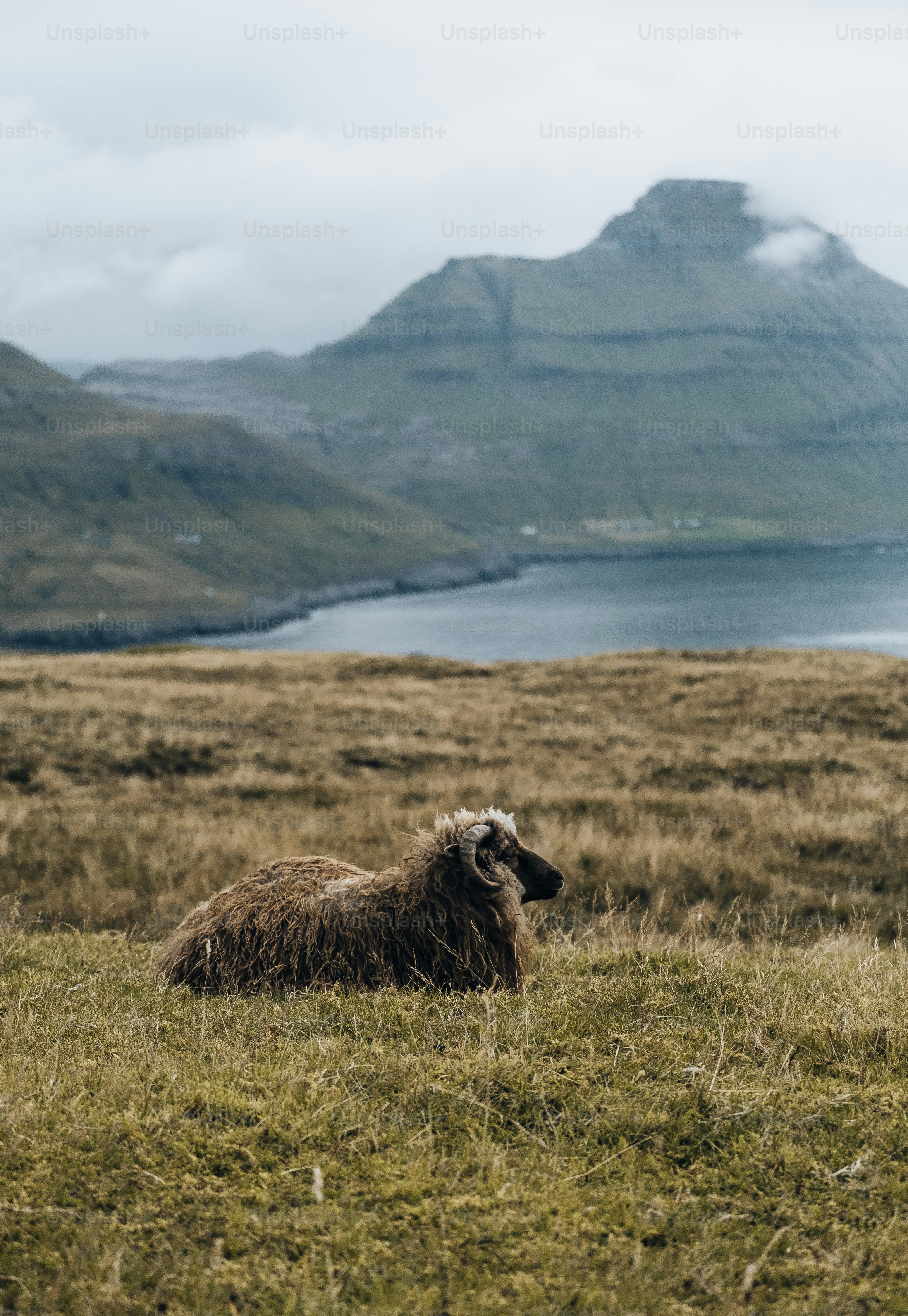 Foto Una oveja acostada en un campo con montañas al fondo – Naturaleza ...