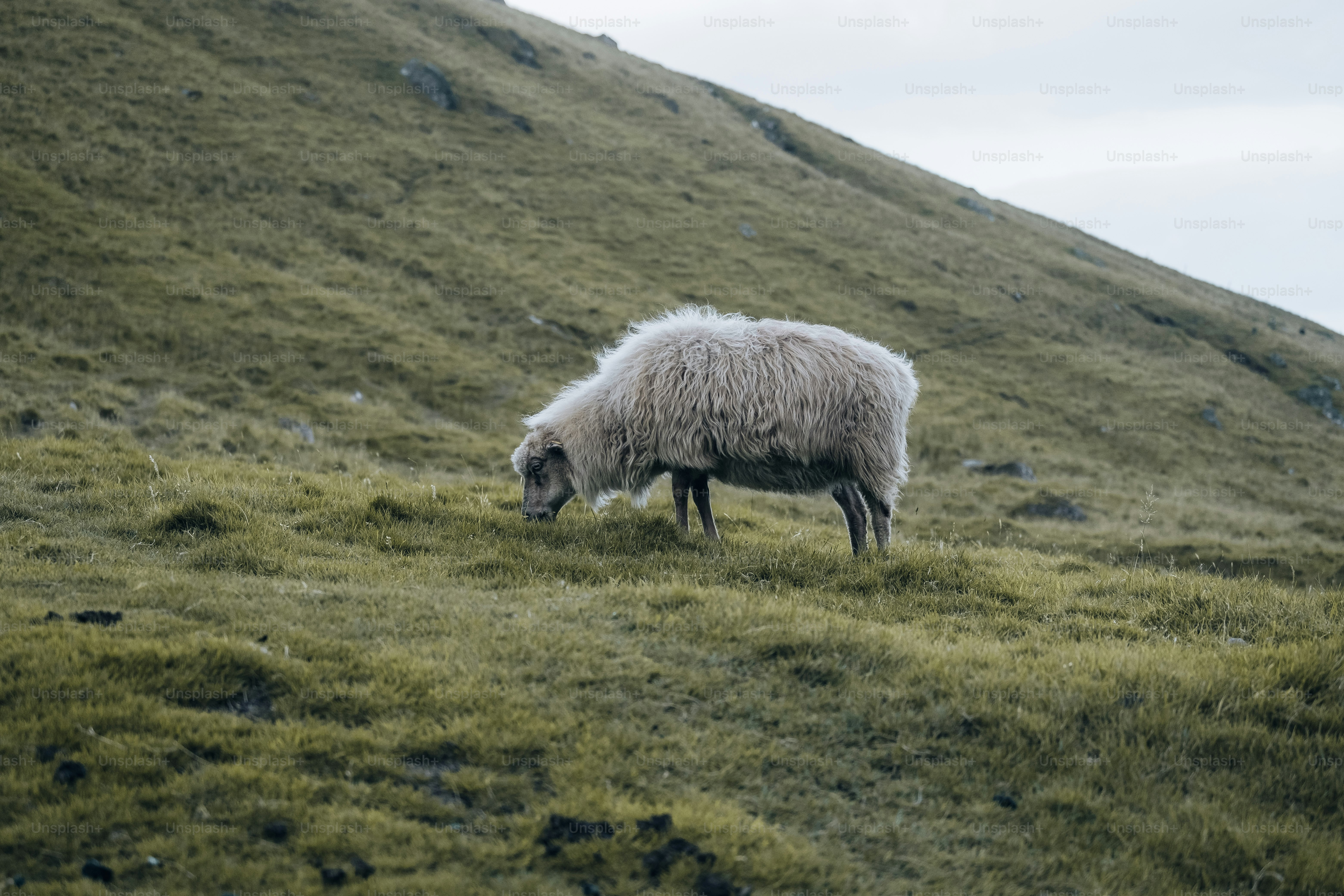 Lost Sheep Pictures | Download Free Images on Unsplash