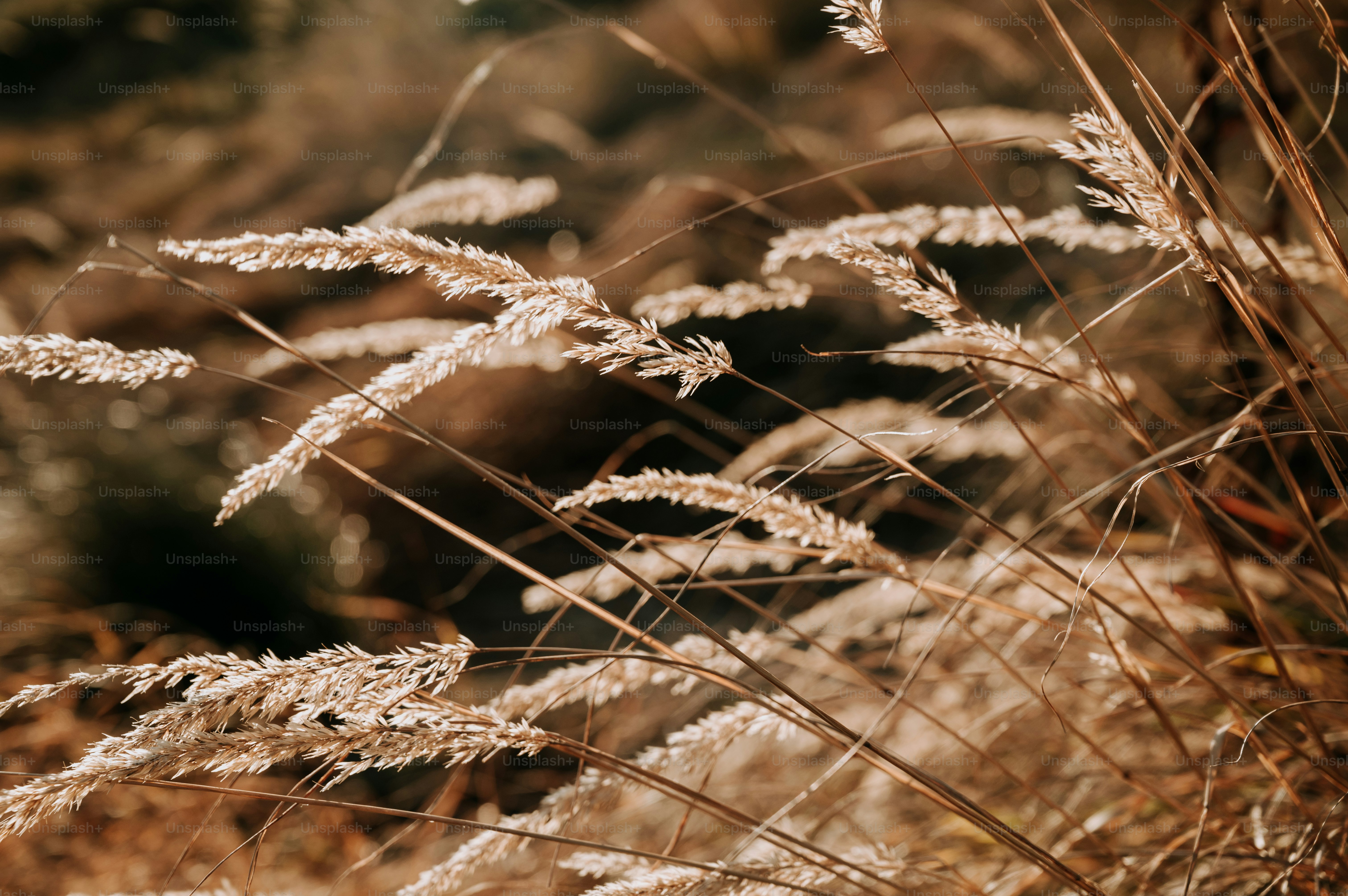 A close up of a bunch of plants in a field photo – Dried grass Image on ...
