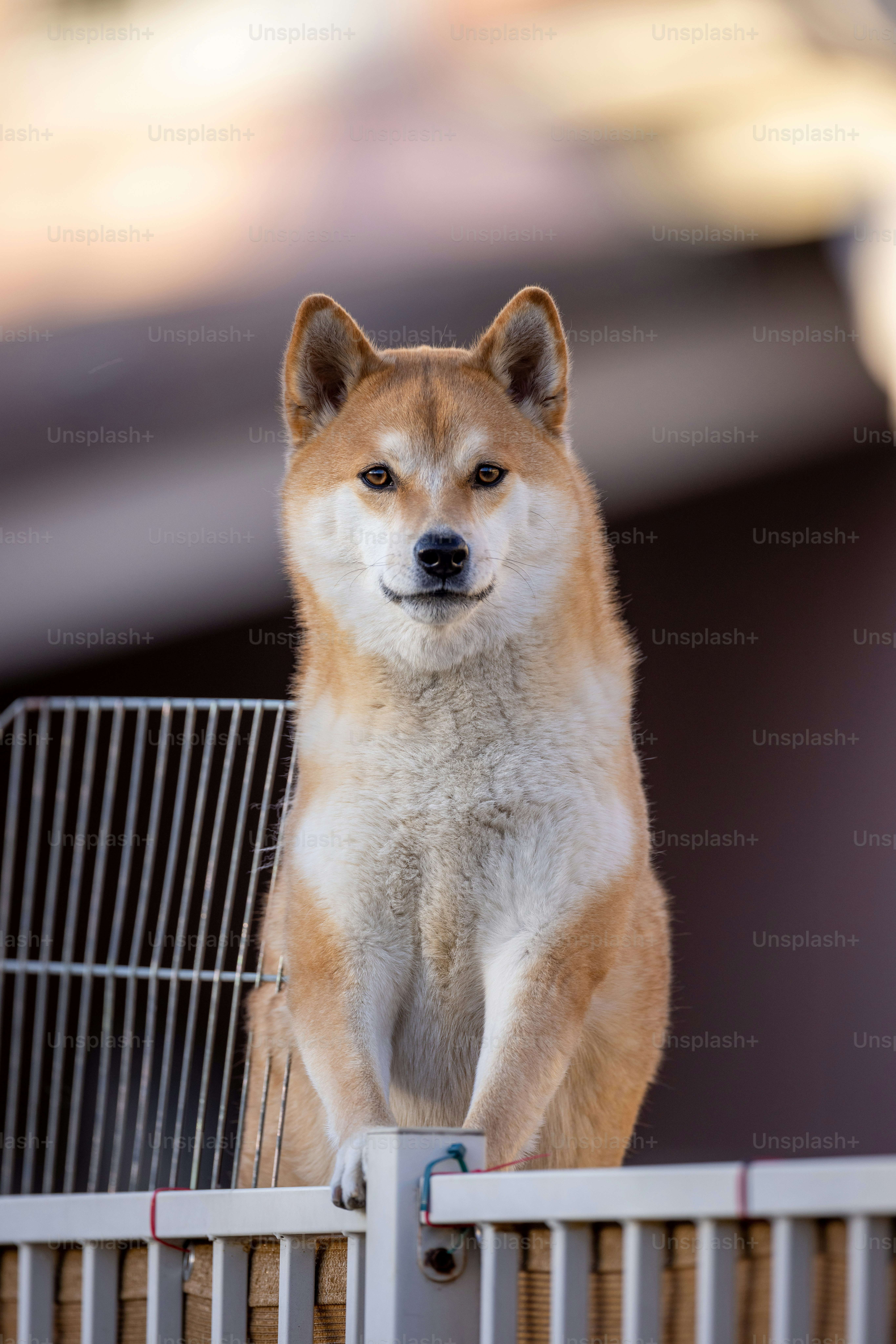 1000+ Shiba Inu Pictures | Download Free Images on Unsplash