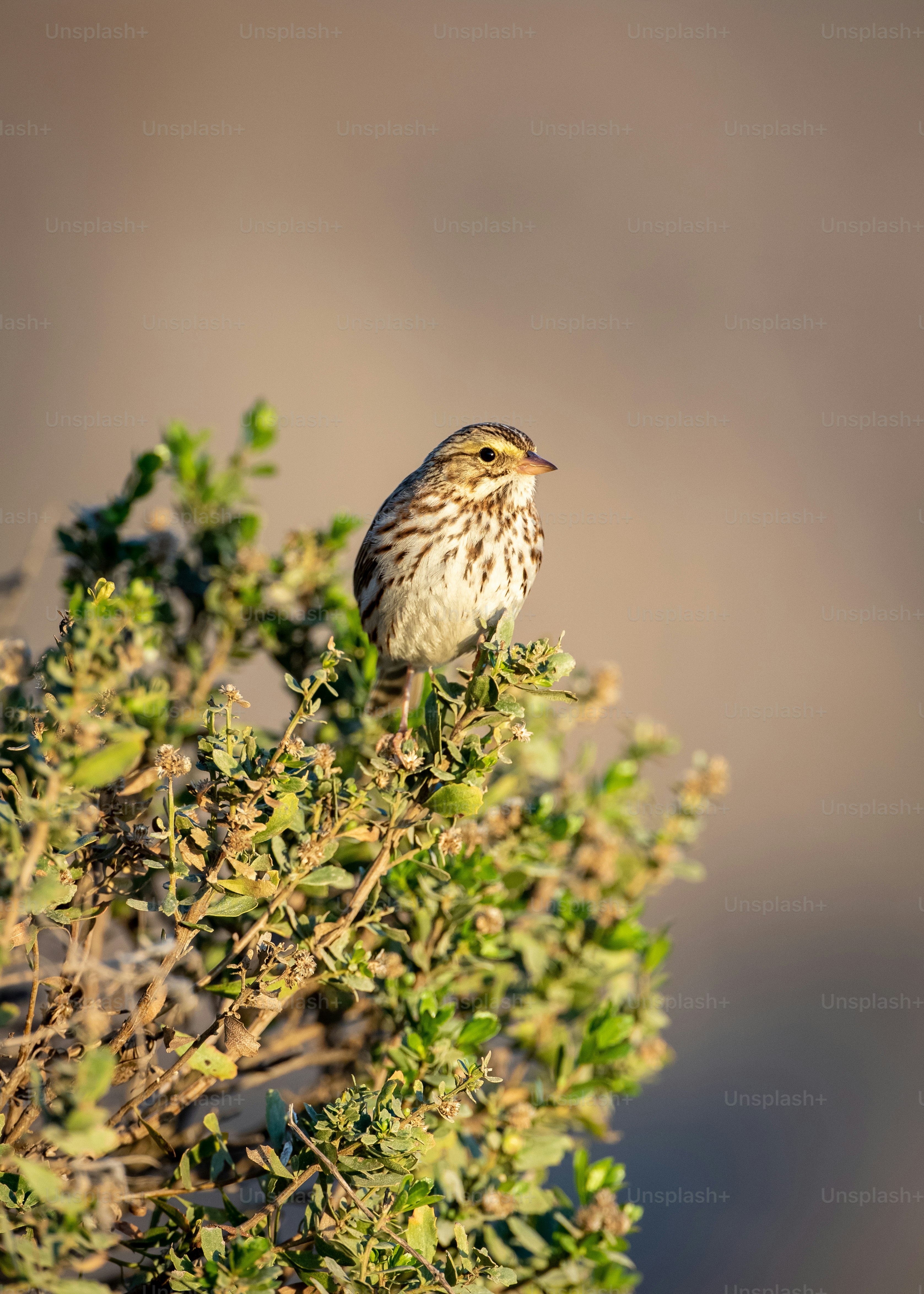 A small bird perched on top of a tree branch photo – Nature Image on ...