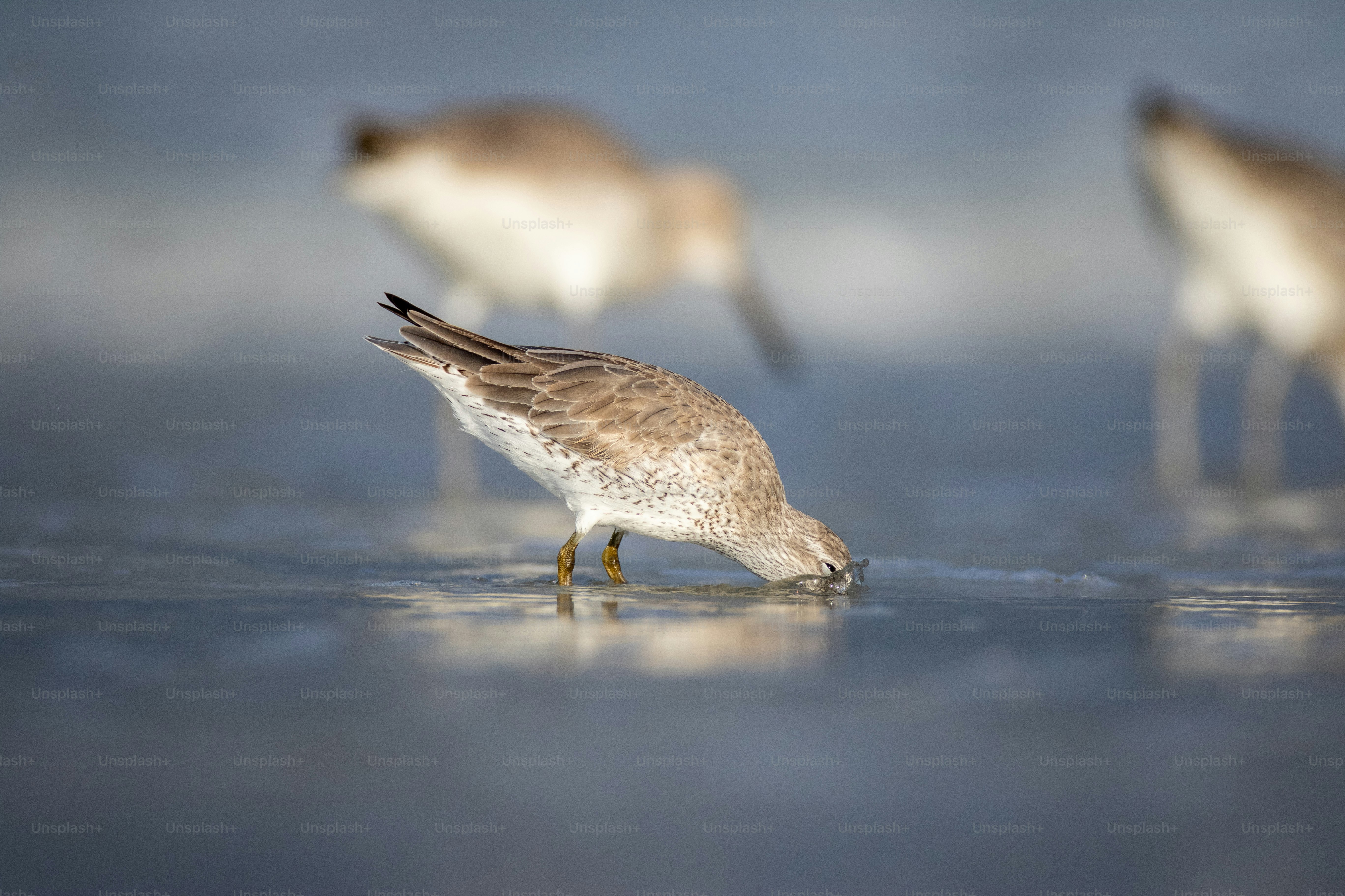 A small bird standing on top of a wet ground photo – Fort myers Image ...