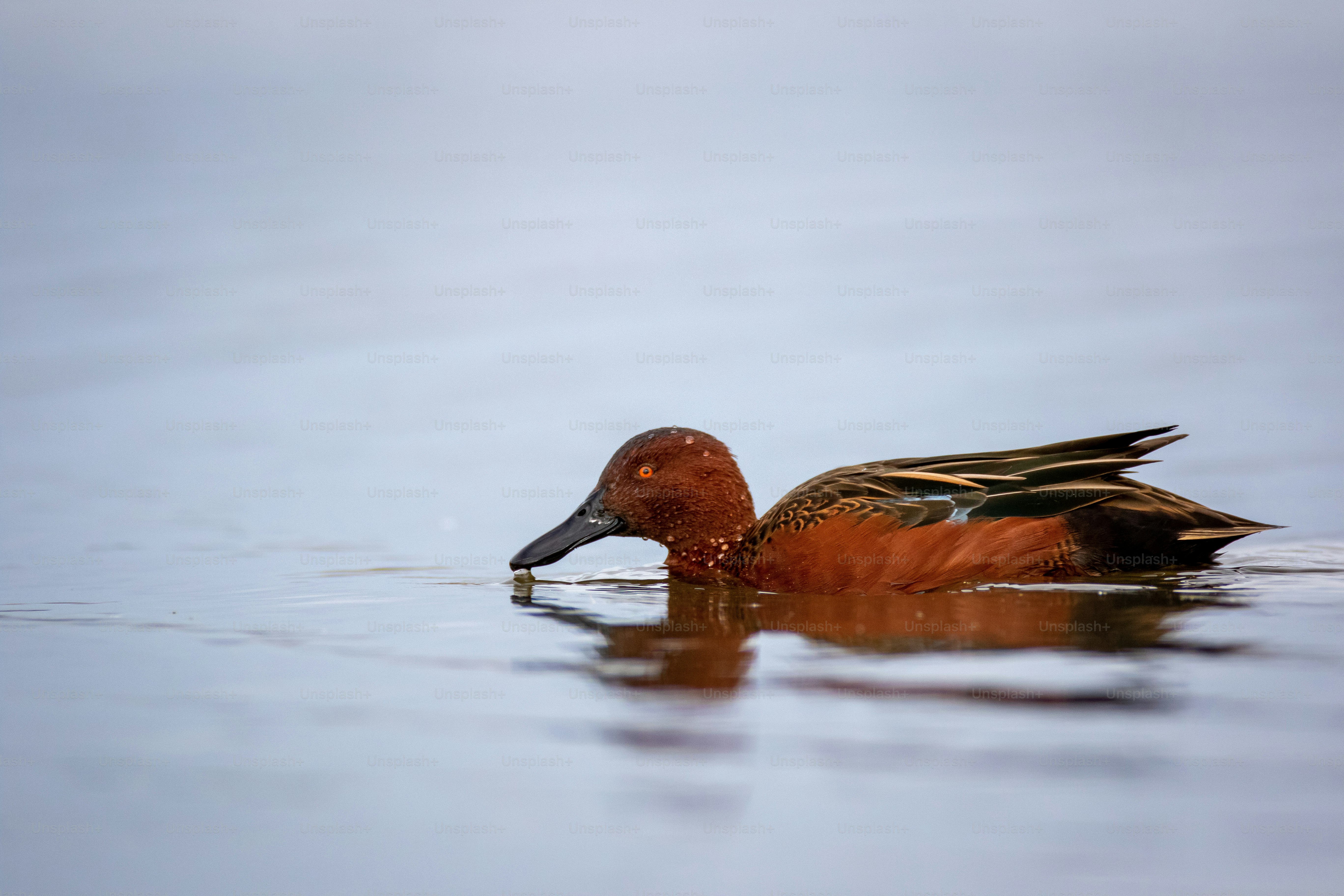 A brown and black duck floating on top of a body of water photo – Palo ...