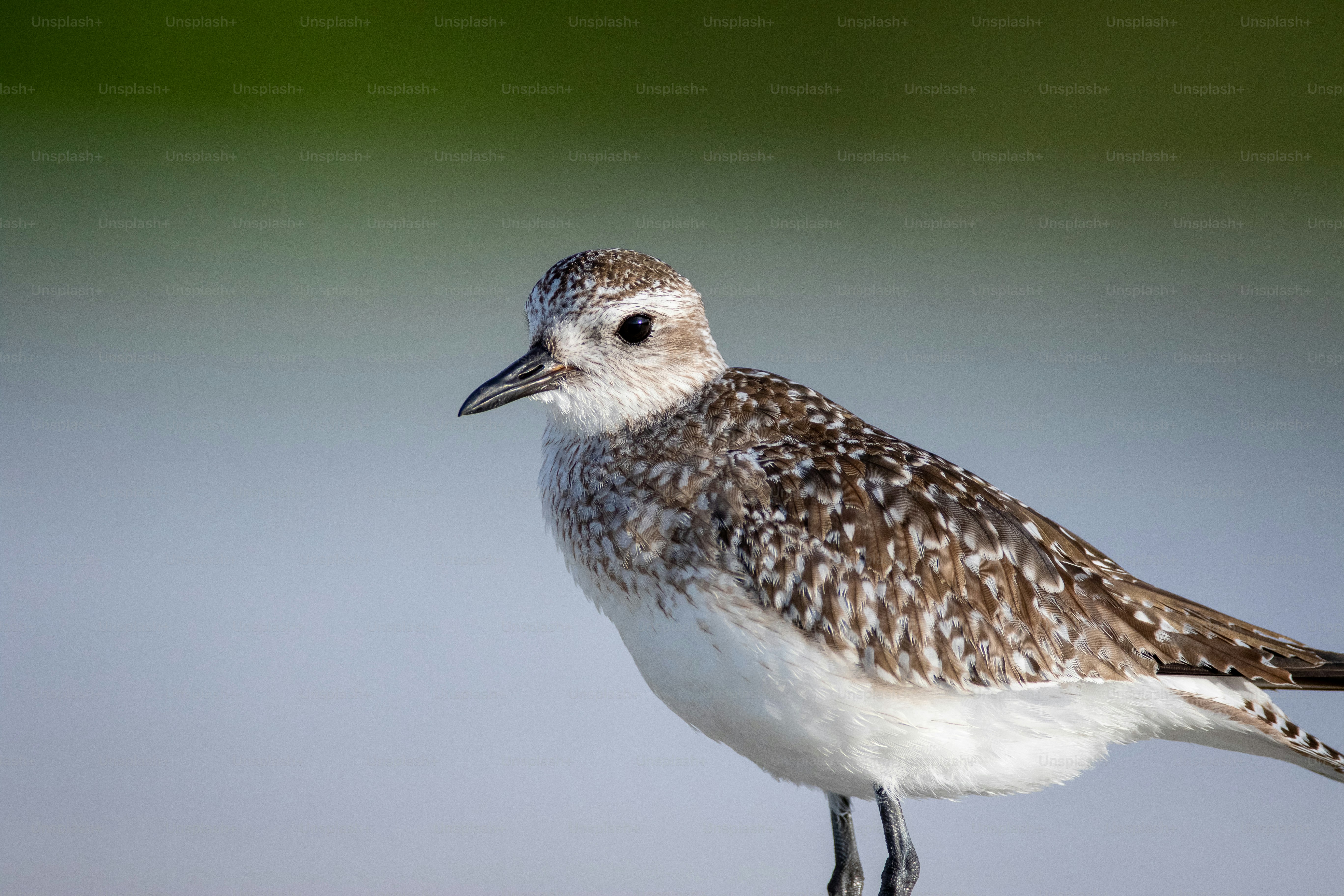 A close up of a small bird on a rock photo – Bird Image on Unsplash