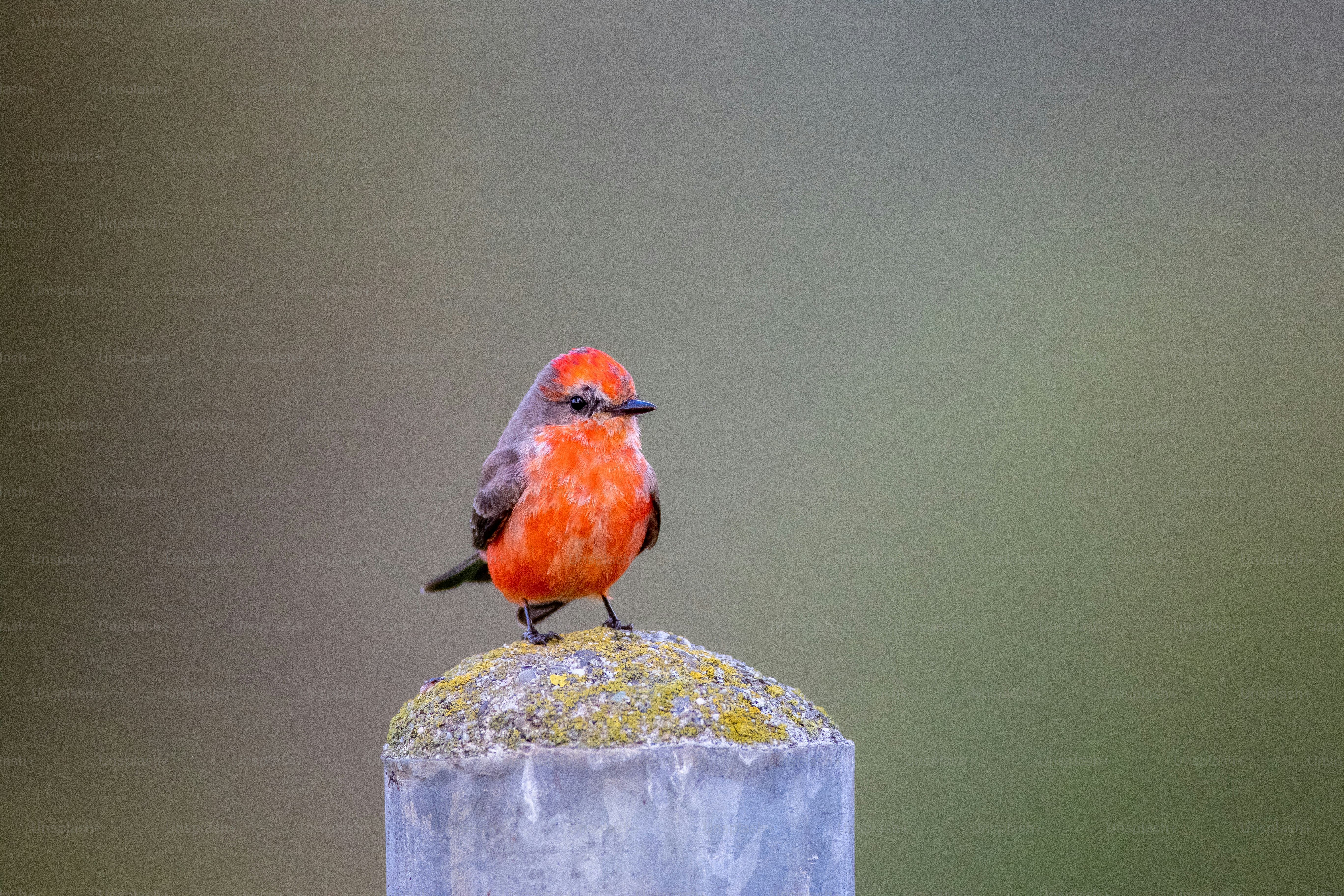 A small bird sitting on top of a cement pillar photo – Bird Image on ...