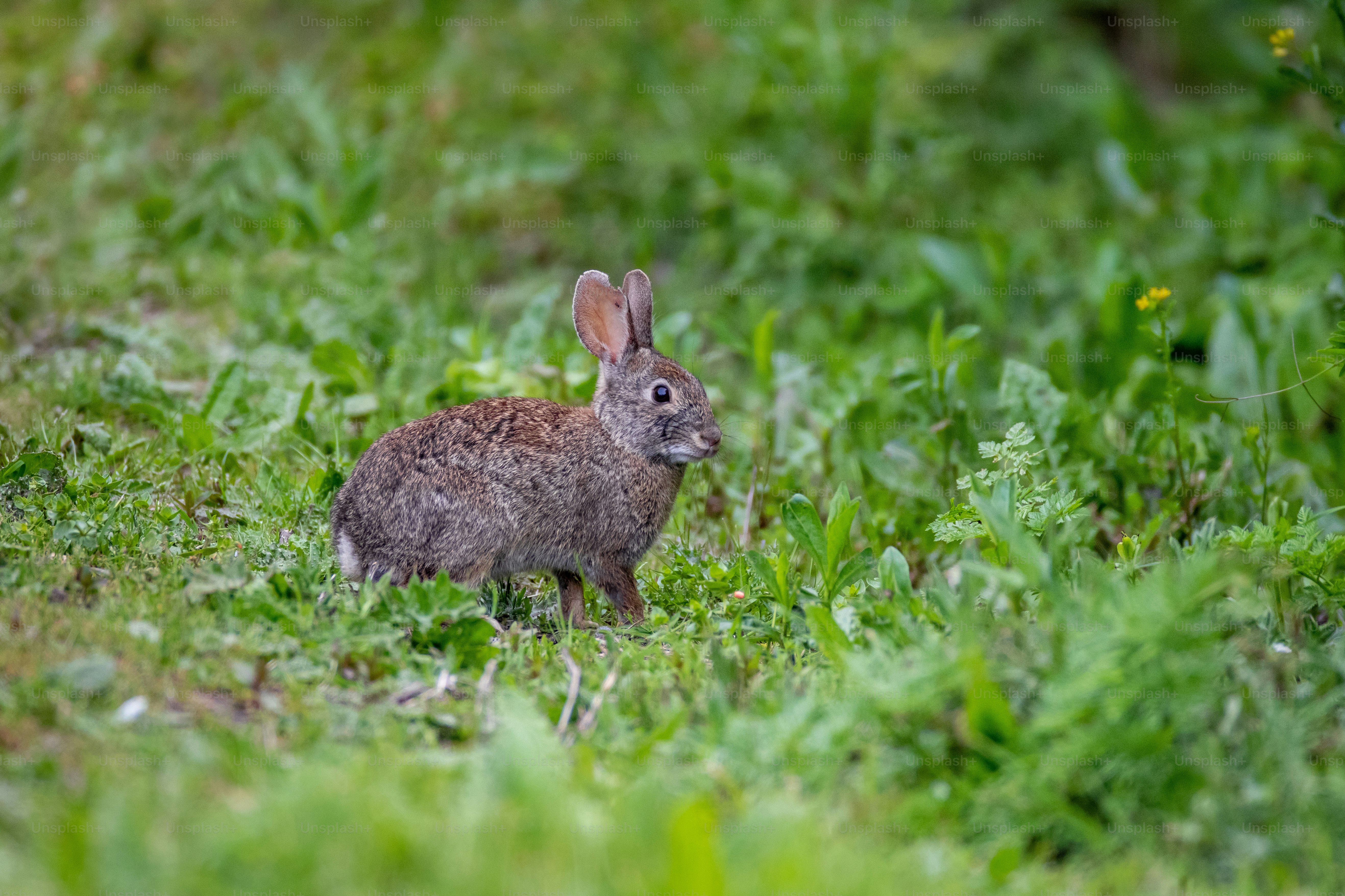500+ Rabbit Pictures [HD] | Download Free Images on Unsplash
