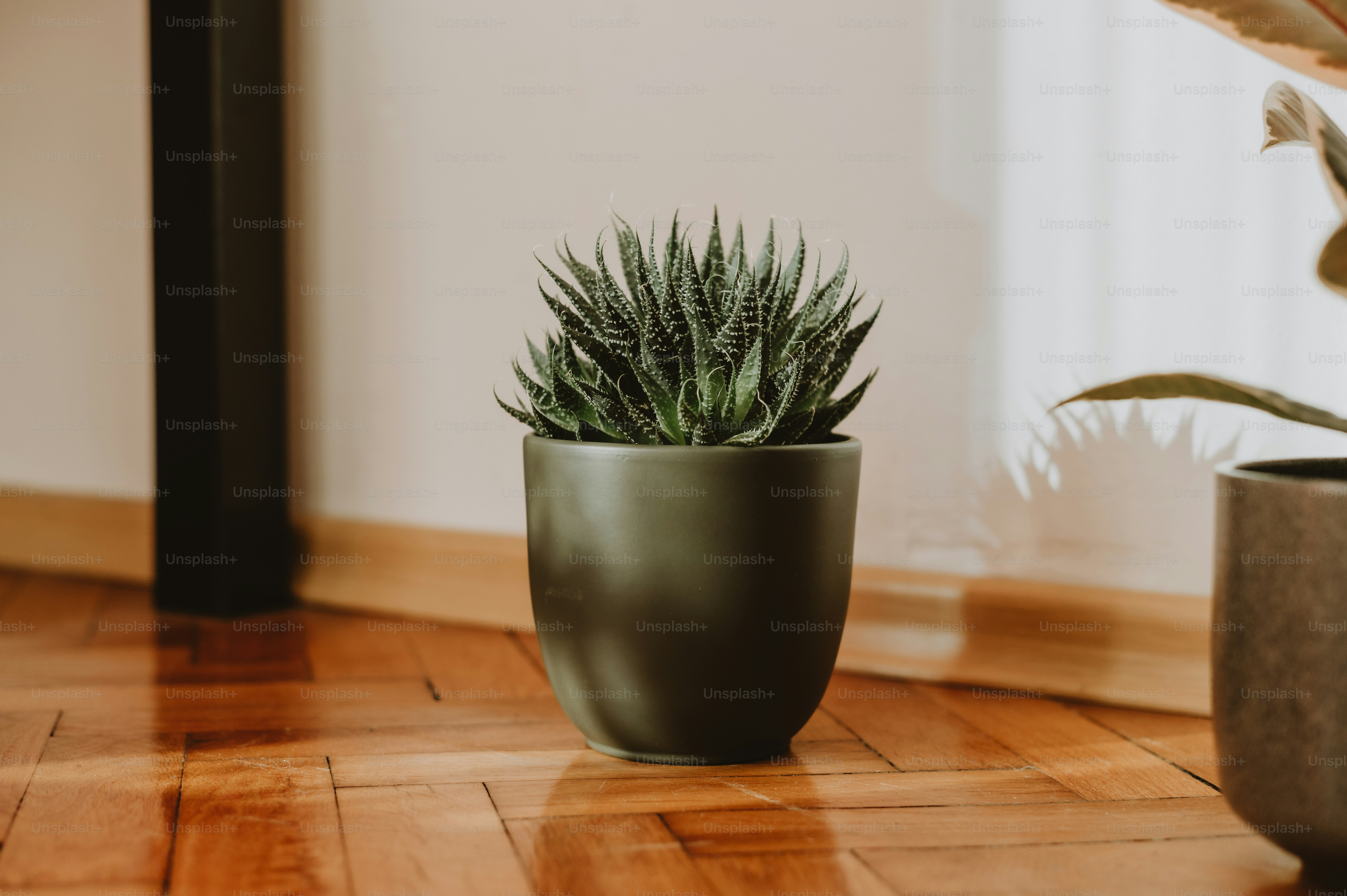Plant Pots Pictures | Download Free Images on Unsplash