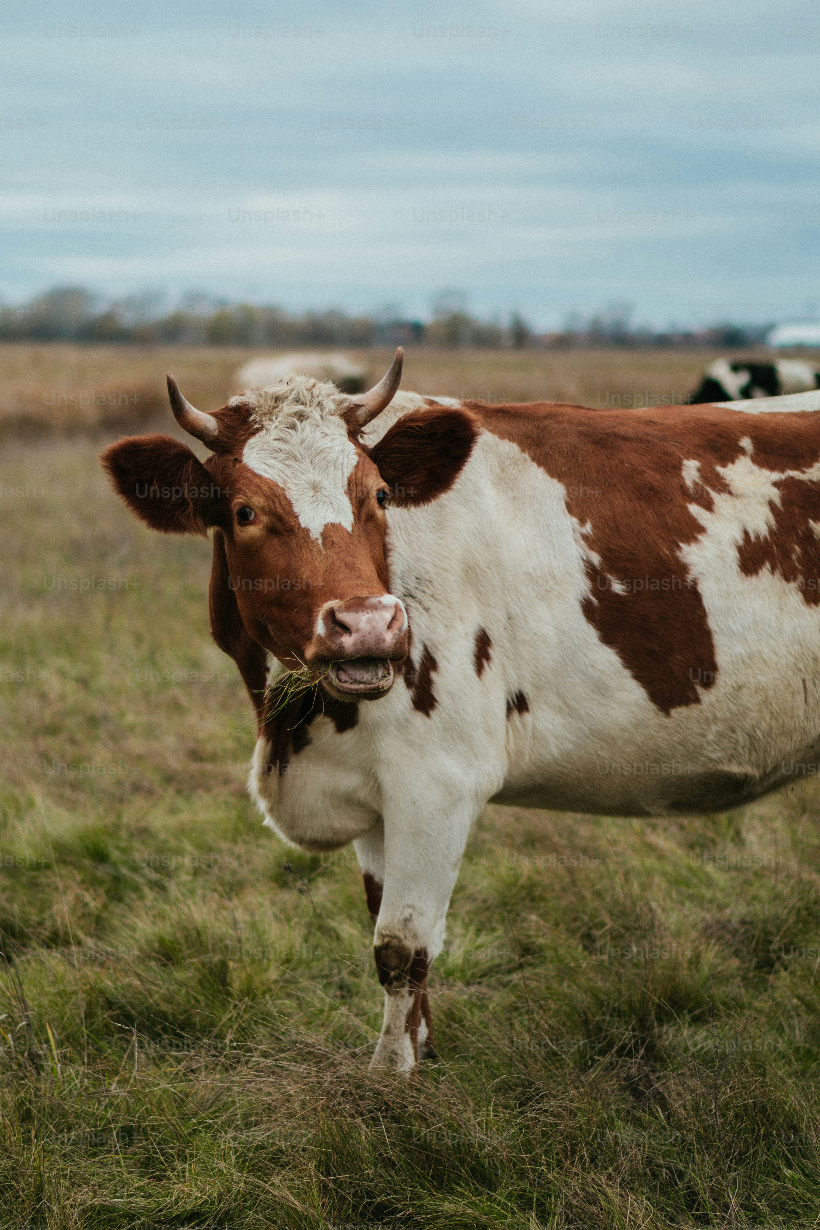 A brown and white cow standing on top of a grass covered field photo ...