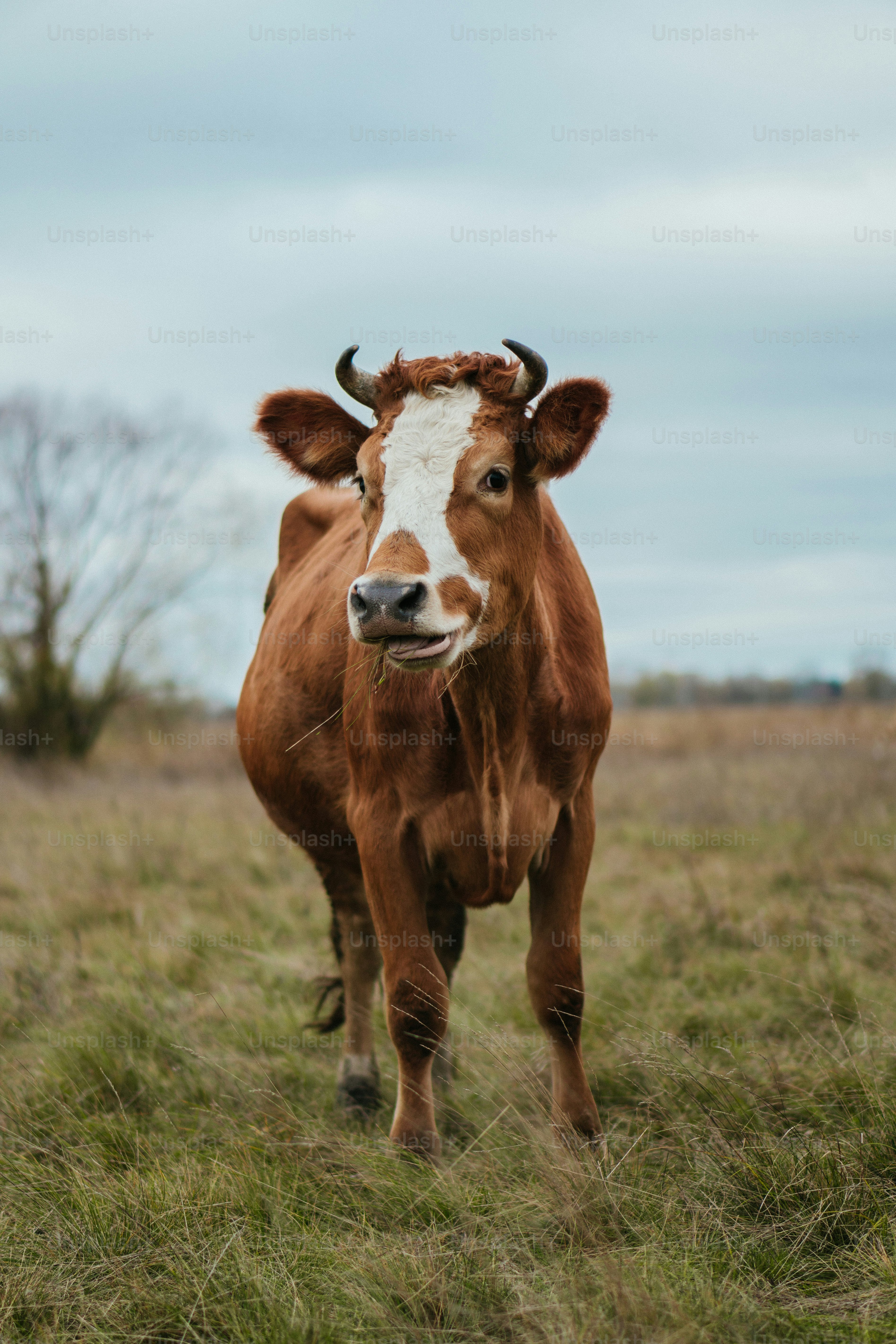 A brown and white cow standing on top of a grass covered field photo ...
