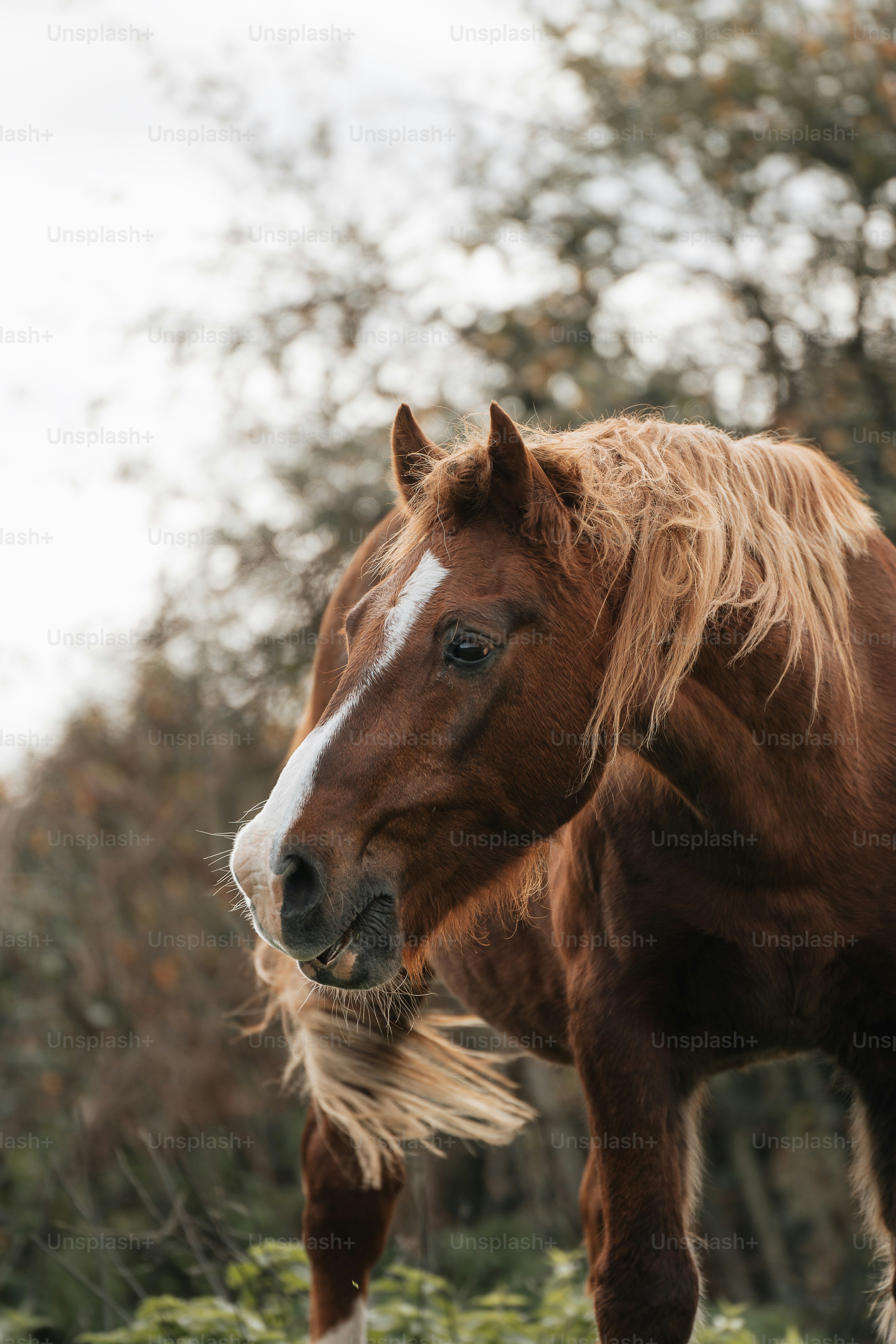 Un cheval brun et blanc debout au sommet d’un champ verdoyant photo ...