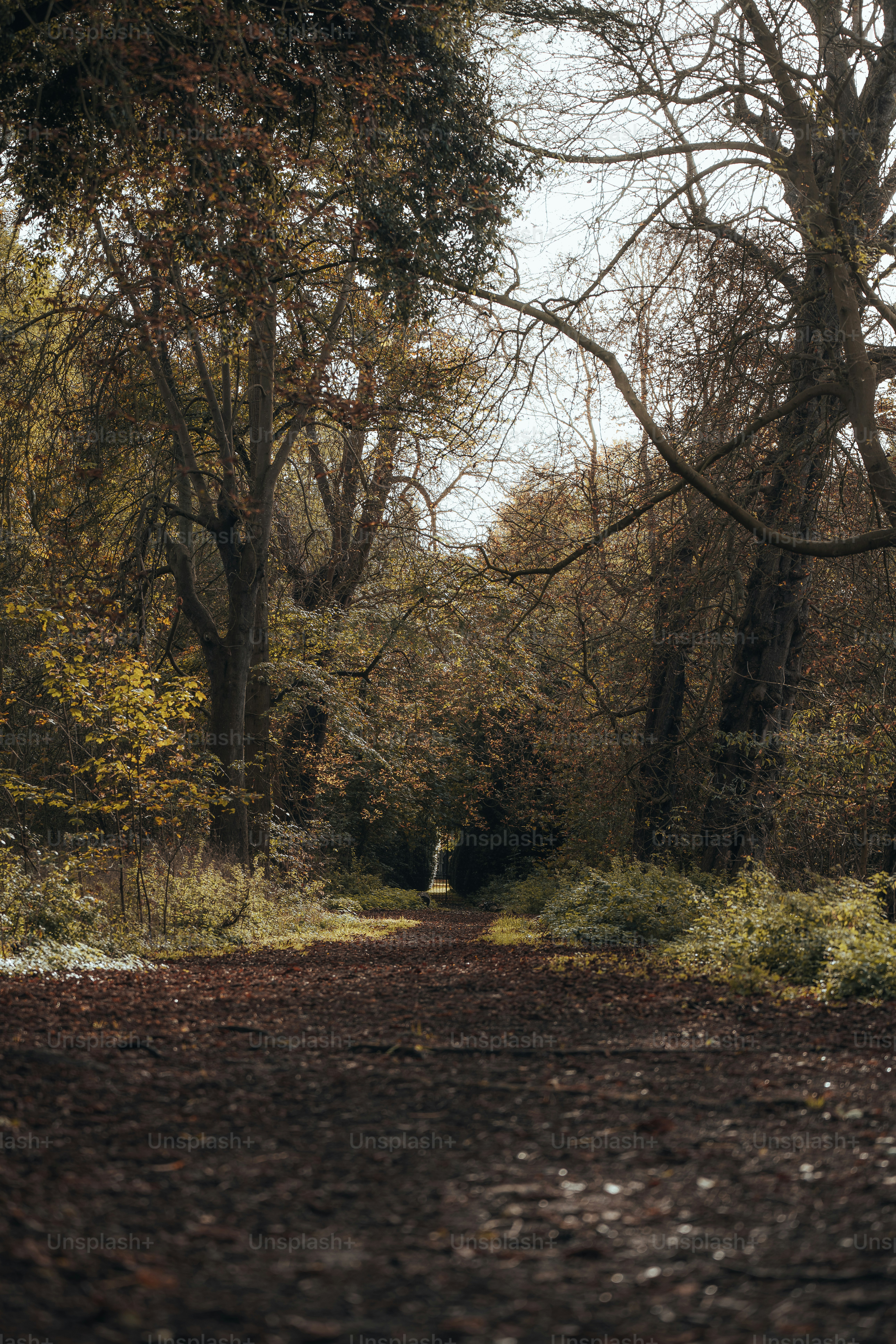 A dirt road in the middle of a forest photo – Fall trees Image on Unsplash