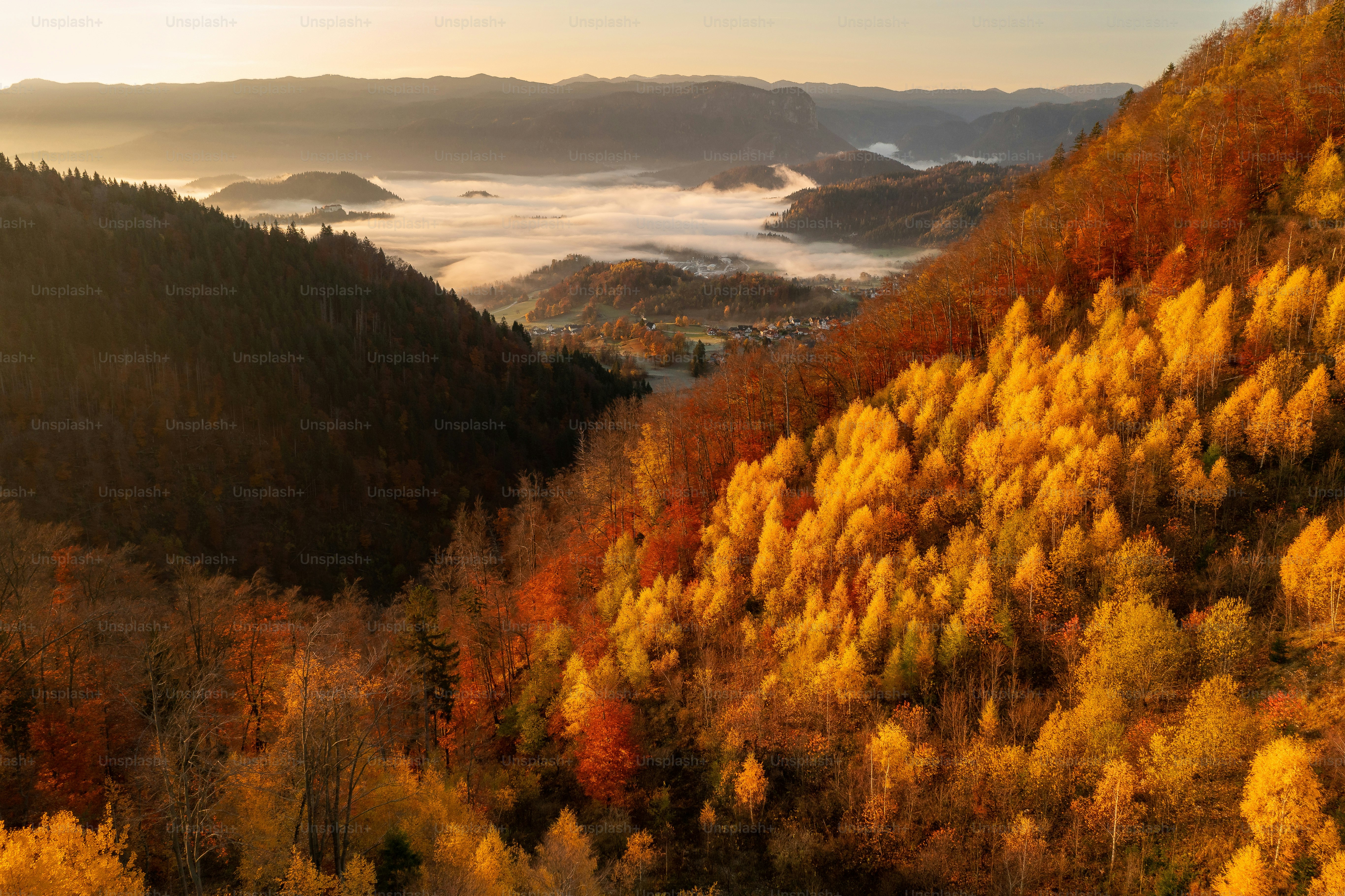 A view of a valley with a lot of trees photo – Nature Image on Unsplash