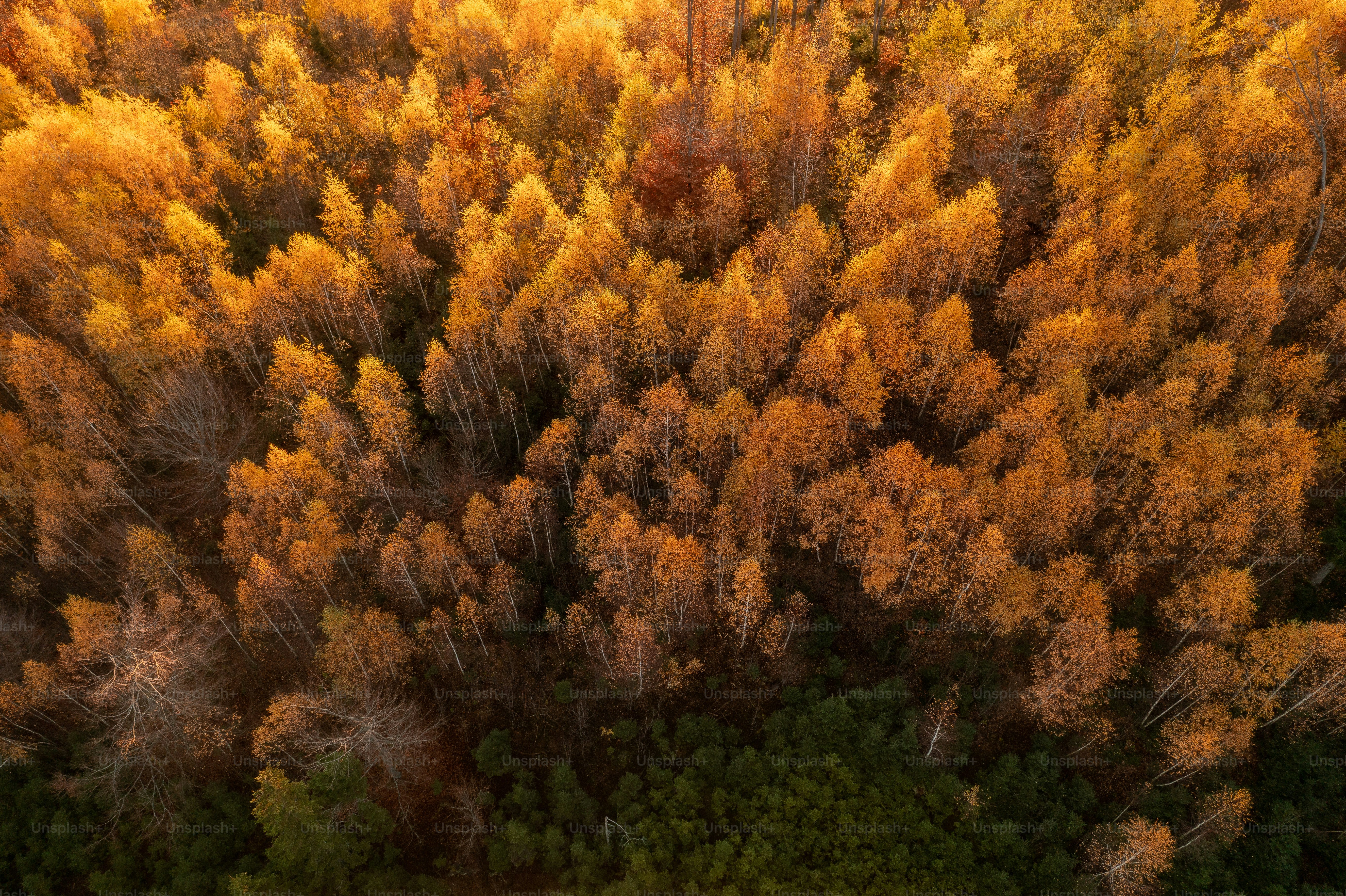 An aerial view of a forest with lots of trees photo – Autumn tree Image ...