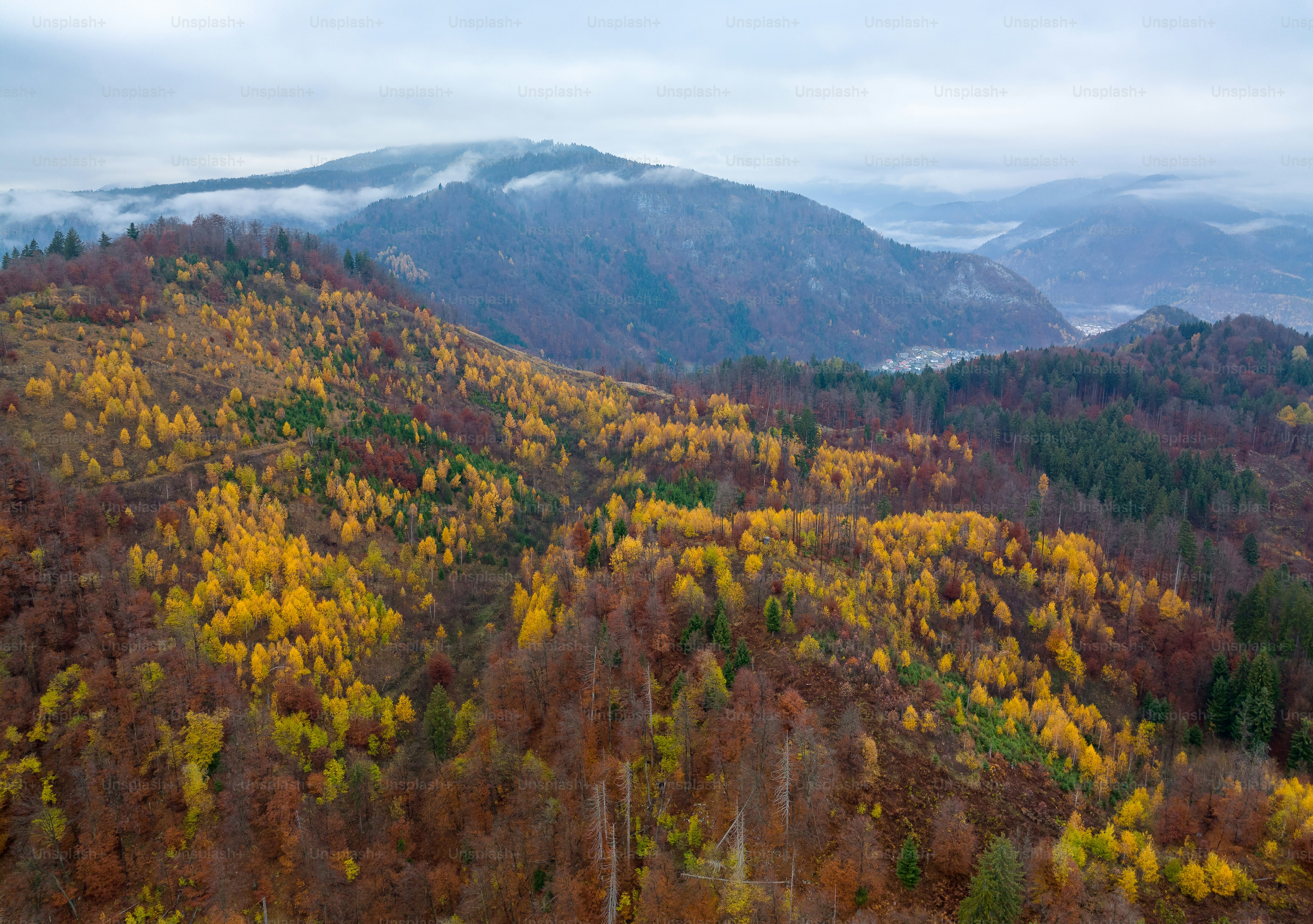 A hillside covered in lots of colorful trees photo – Autumn Image on ...