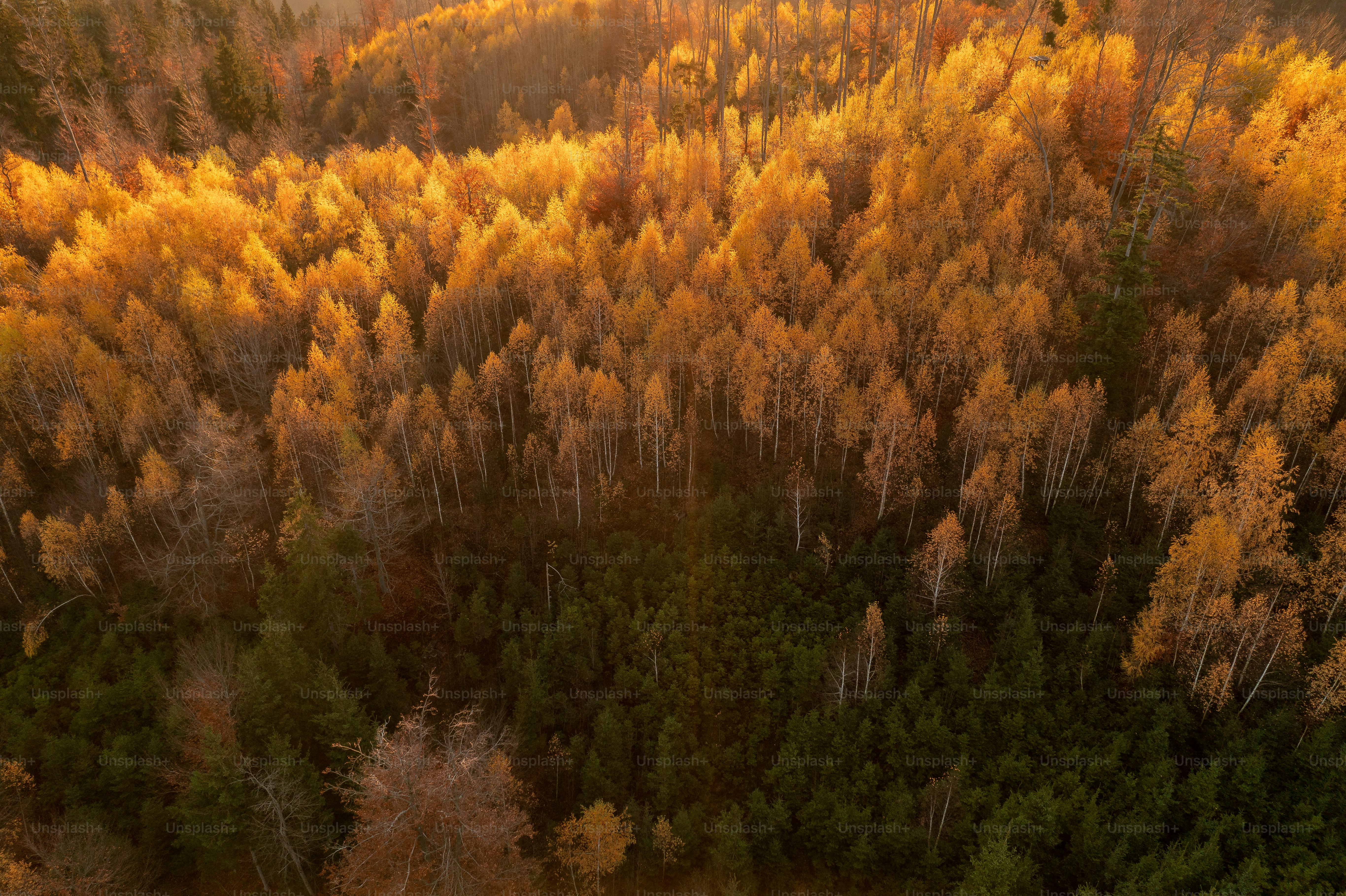 A hillside covered in lots of colorful trees photo – Yellow leaves ...
