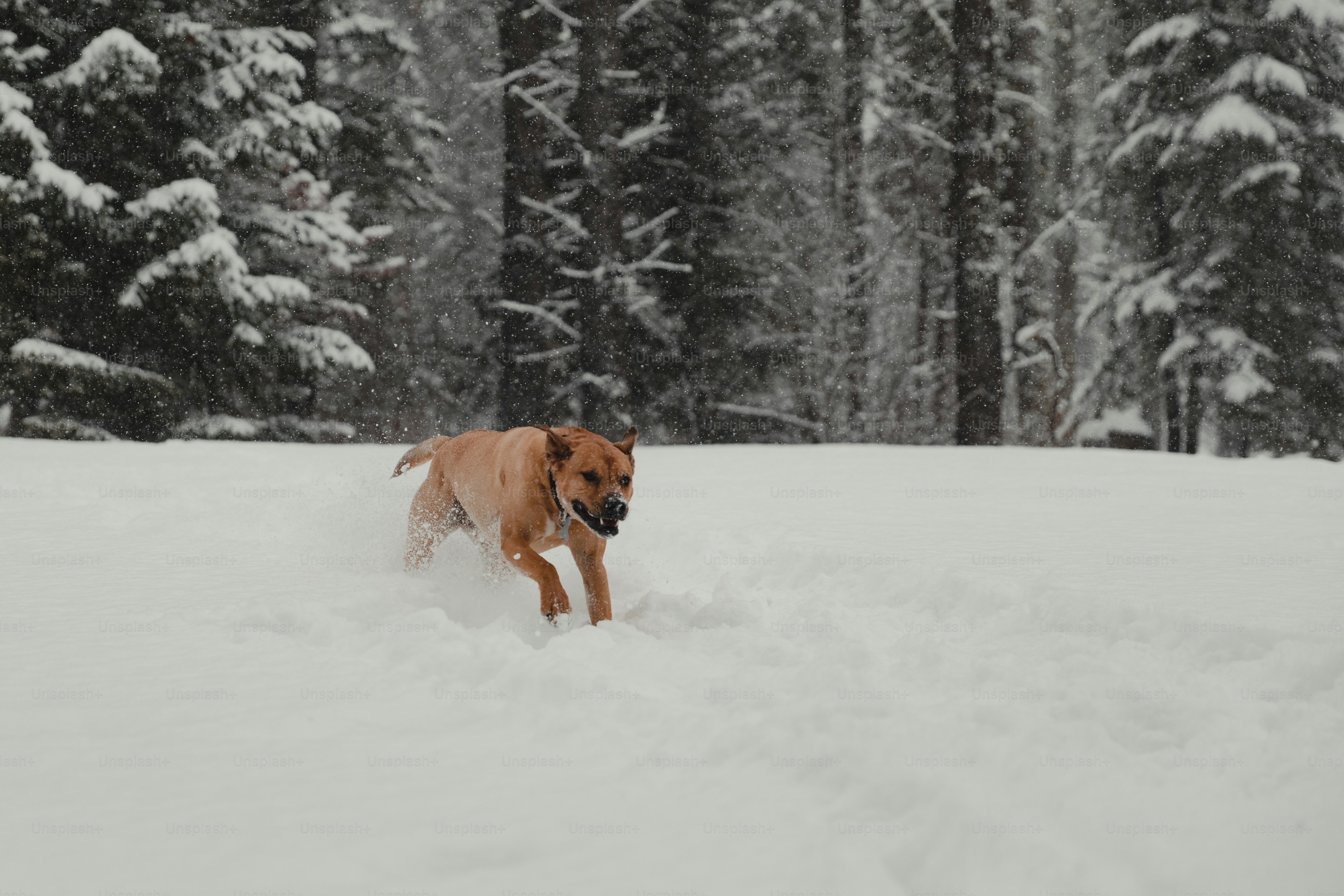 A dog running through the snow in the woods photo – Running Image on ...