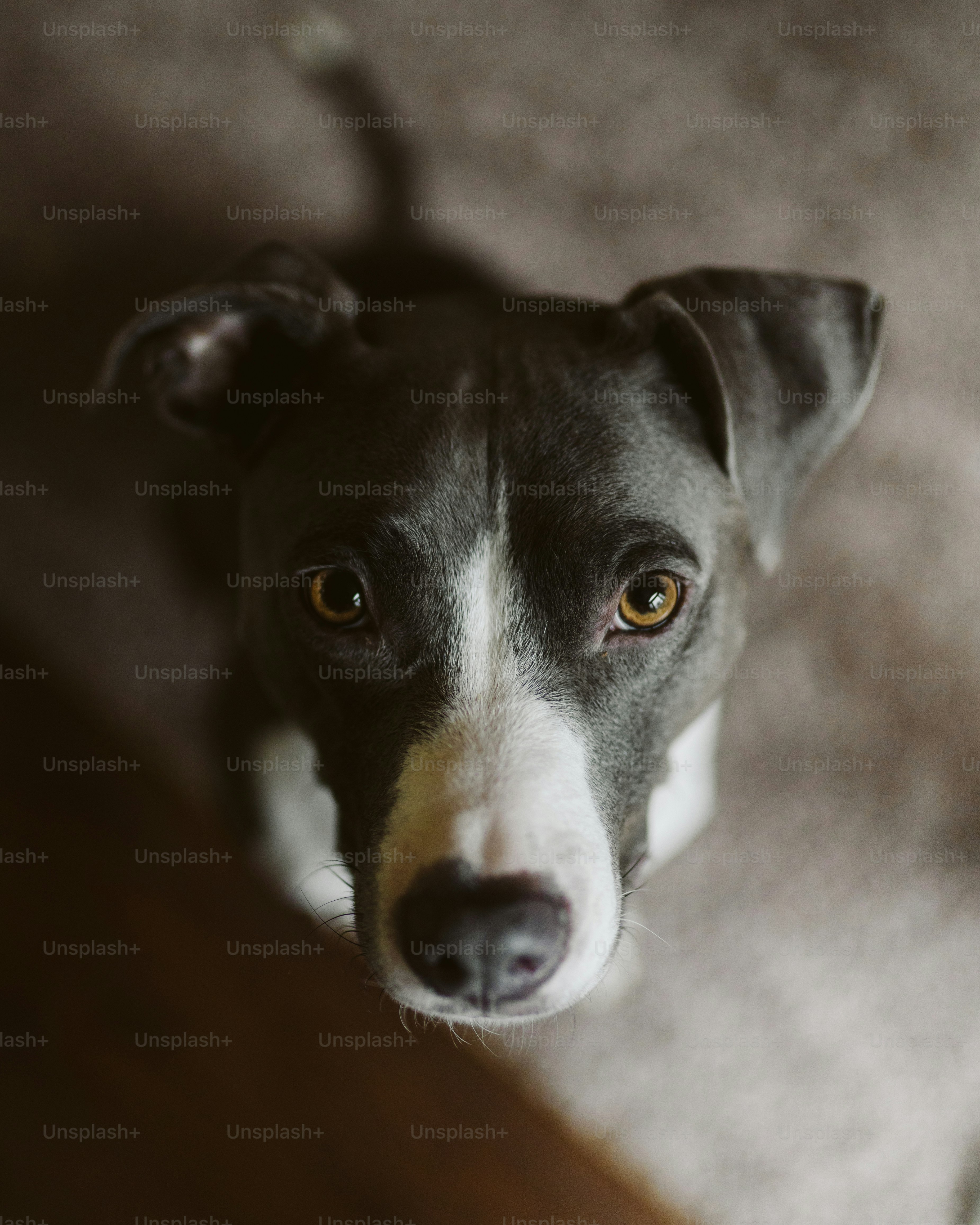 100+ Dogs Pictures | Download Free Images on Unsplash