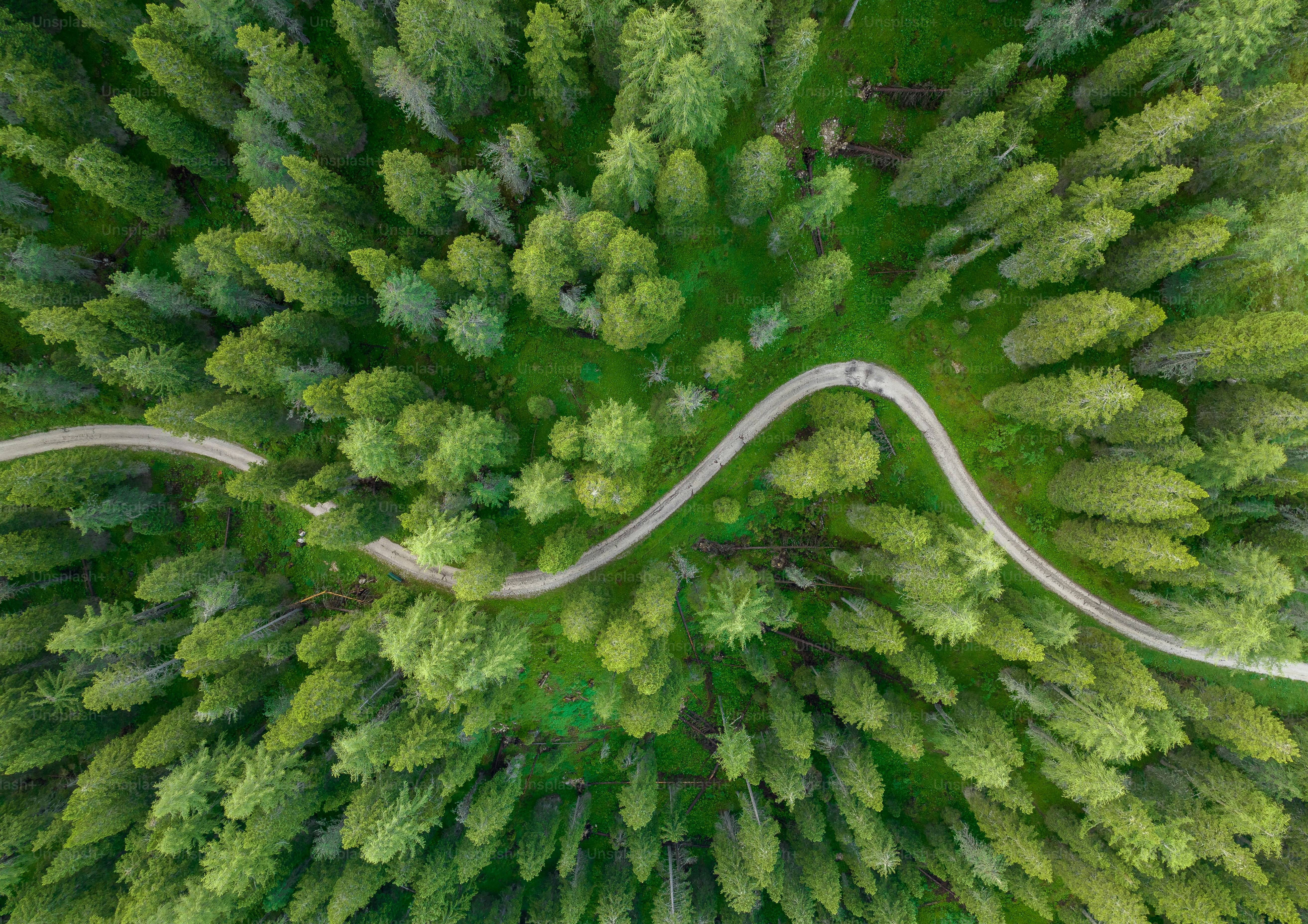 Trees From Above Pictures | Download Free Images on Unsplash