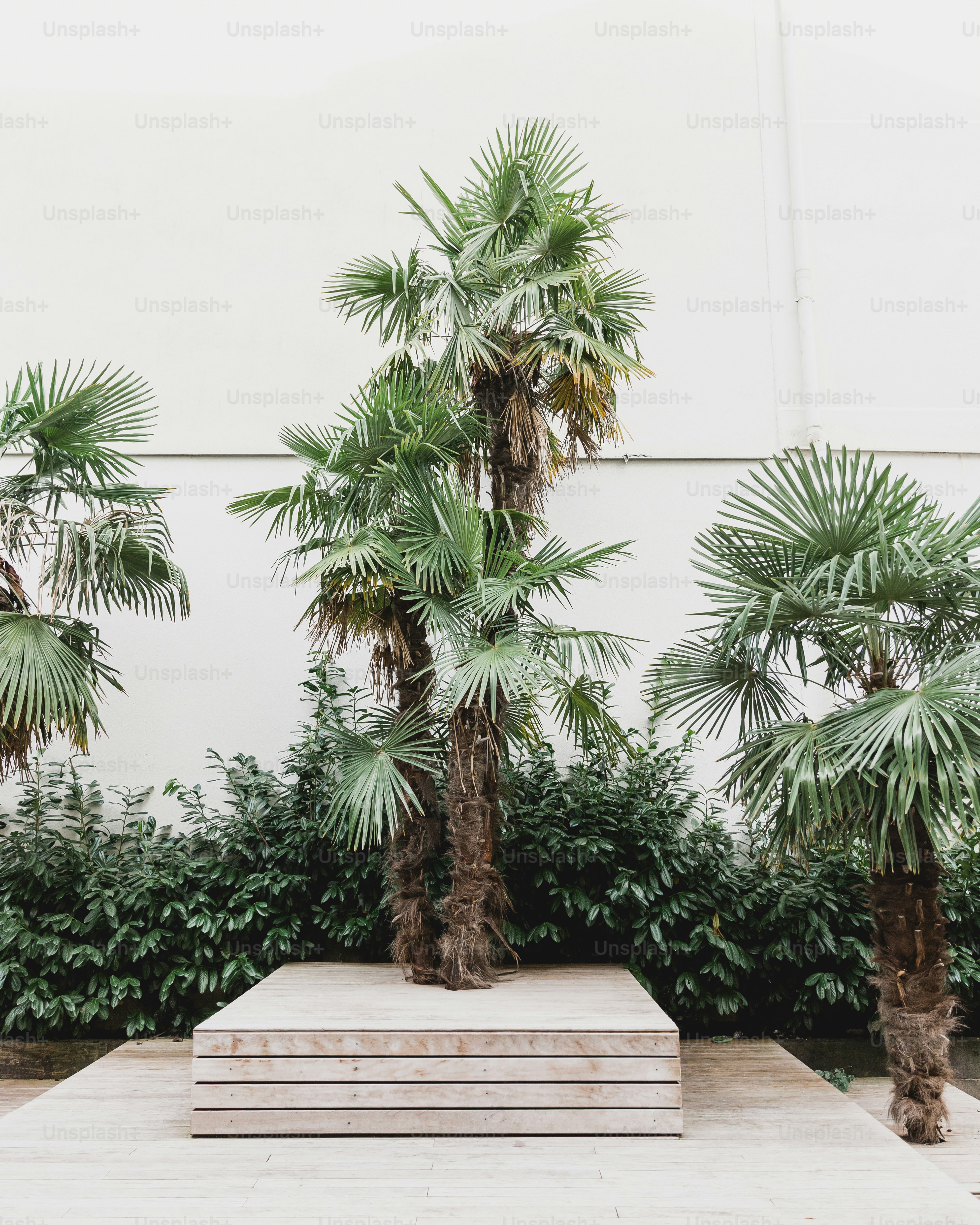 Three palm trees in front of a white wall photo – Finale ligure Image ...