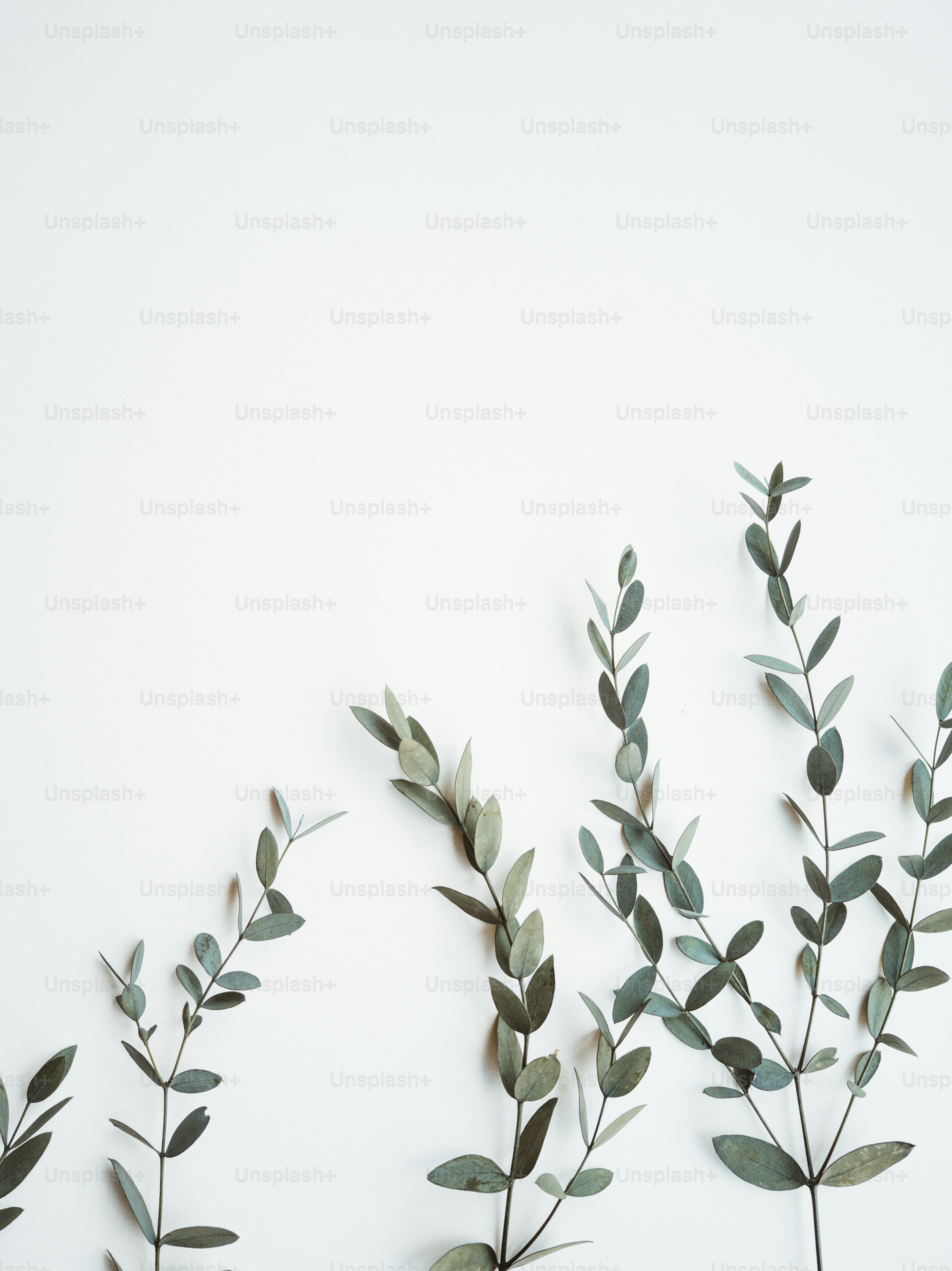 Greenery Background Pictures | Download Free Images on Unsplash